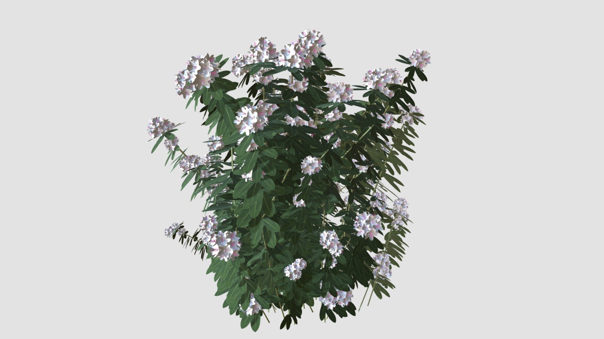 Plant for c4d - Buy Royalty Free 3D model by Evermotion [153f94a ...