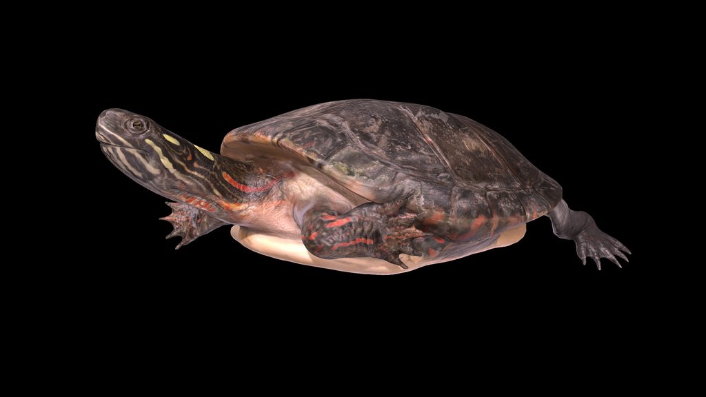 Turtle Biomimicry - A 3D model collection by dmadden2 - Sketchfab