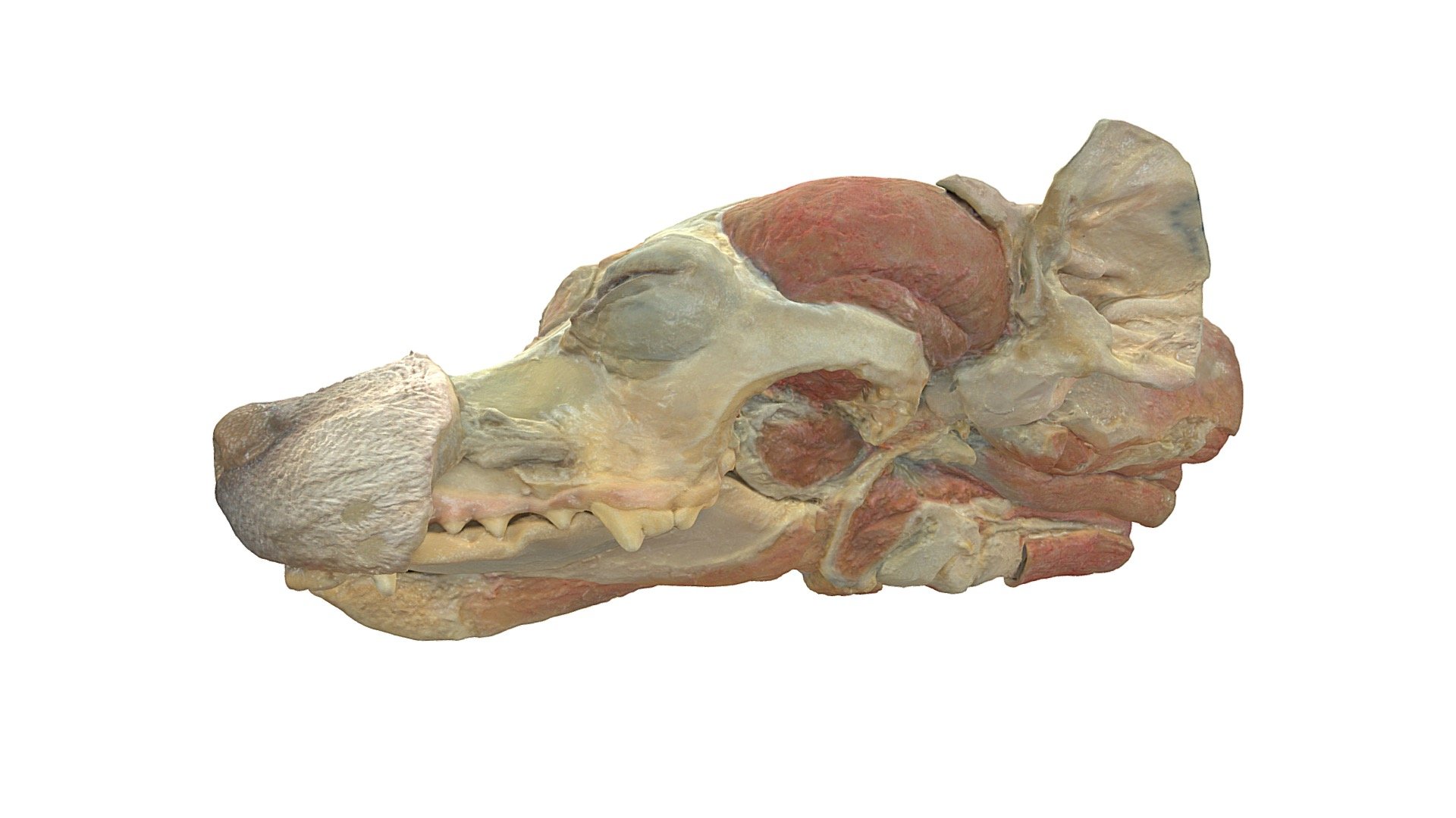 Dog, Head, Topography (plastinate) - 3D model by Vetanat.UZH [1549eb4 ...