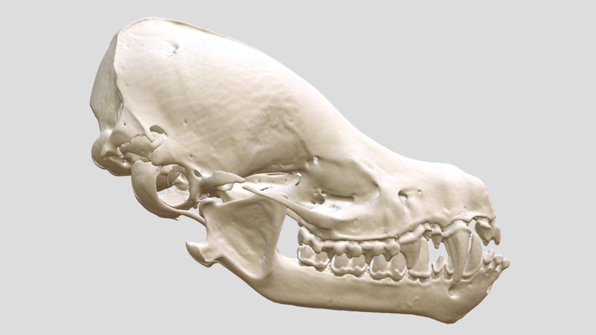 Myotis velifer (MSB:Mamm:85927) - 3D model by Biodiversity [154d0ee ...