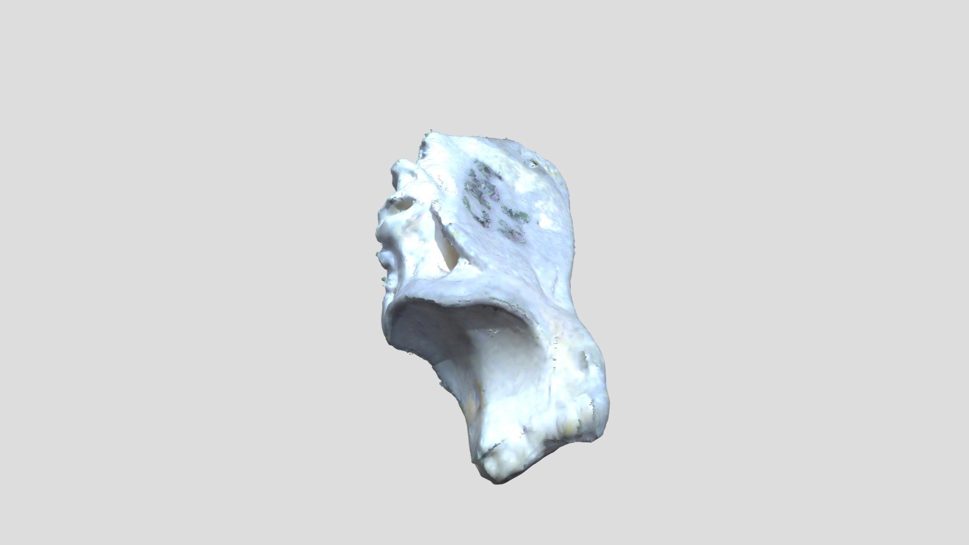 Capra ibex (wild goat ref.) - L fore phalanx III - 3D model by ...