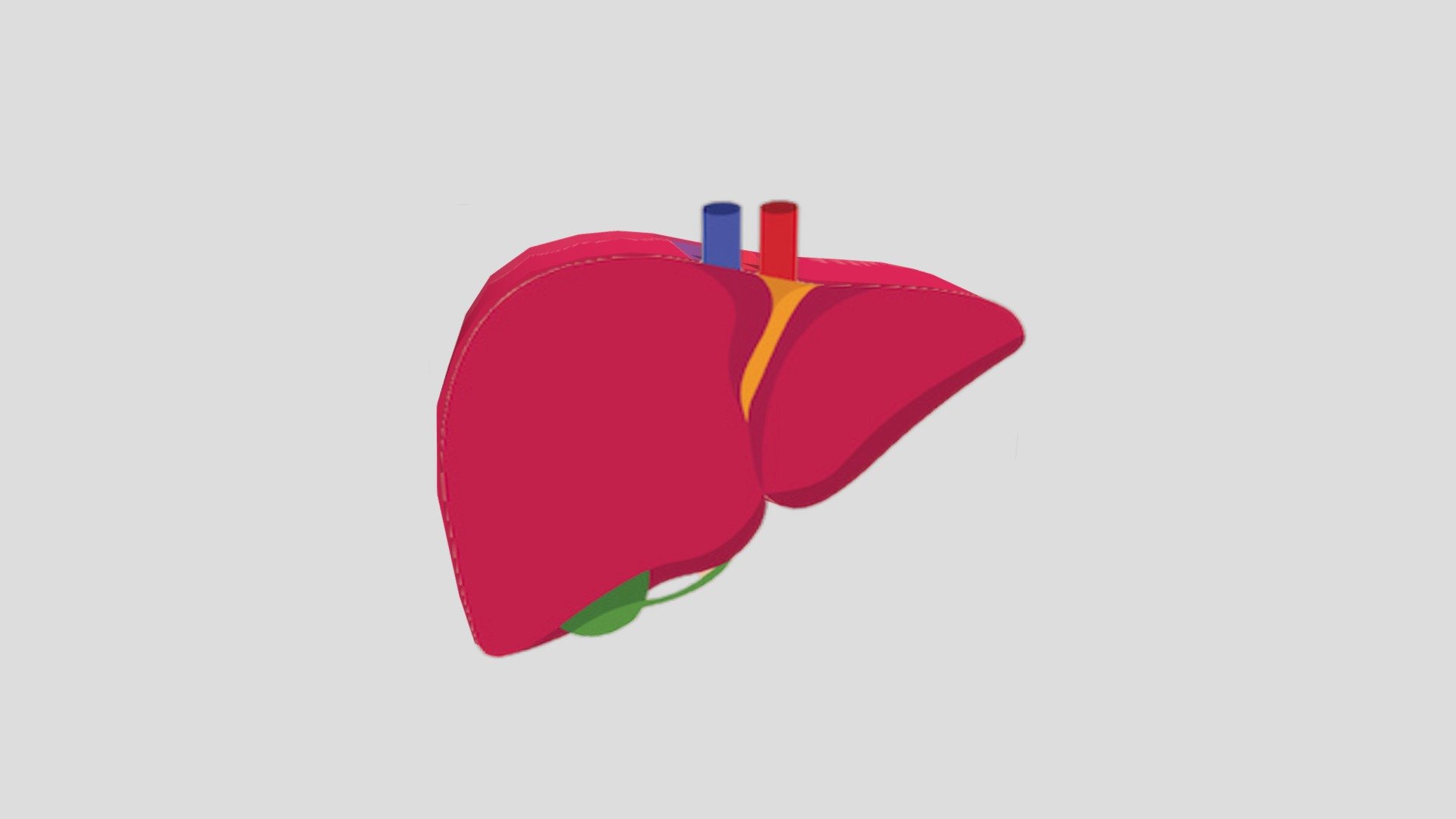 Anatomy Hati_Praktikum 3 - 3D model by juniarafrida [15545de] - Sketchfab