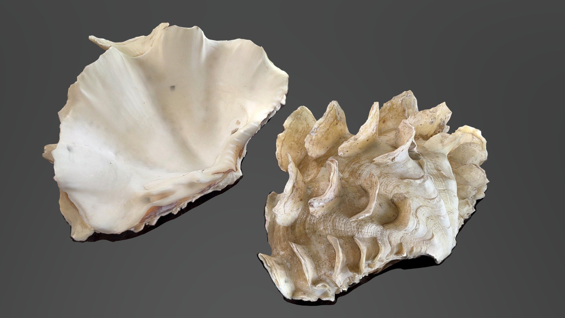 Clam 1 (Scaniverse) - Download Free 3D model by JFN (@db4) [1554714 ...