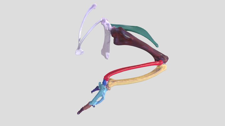 Clavicle 3D models - Sketchfab