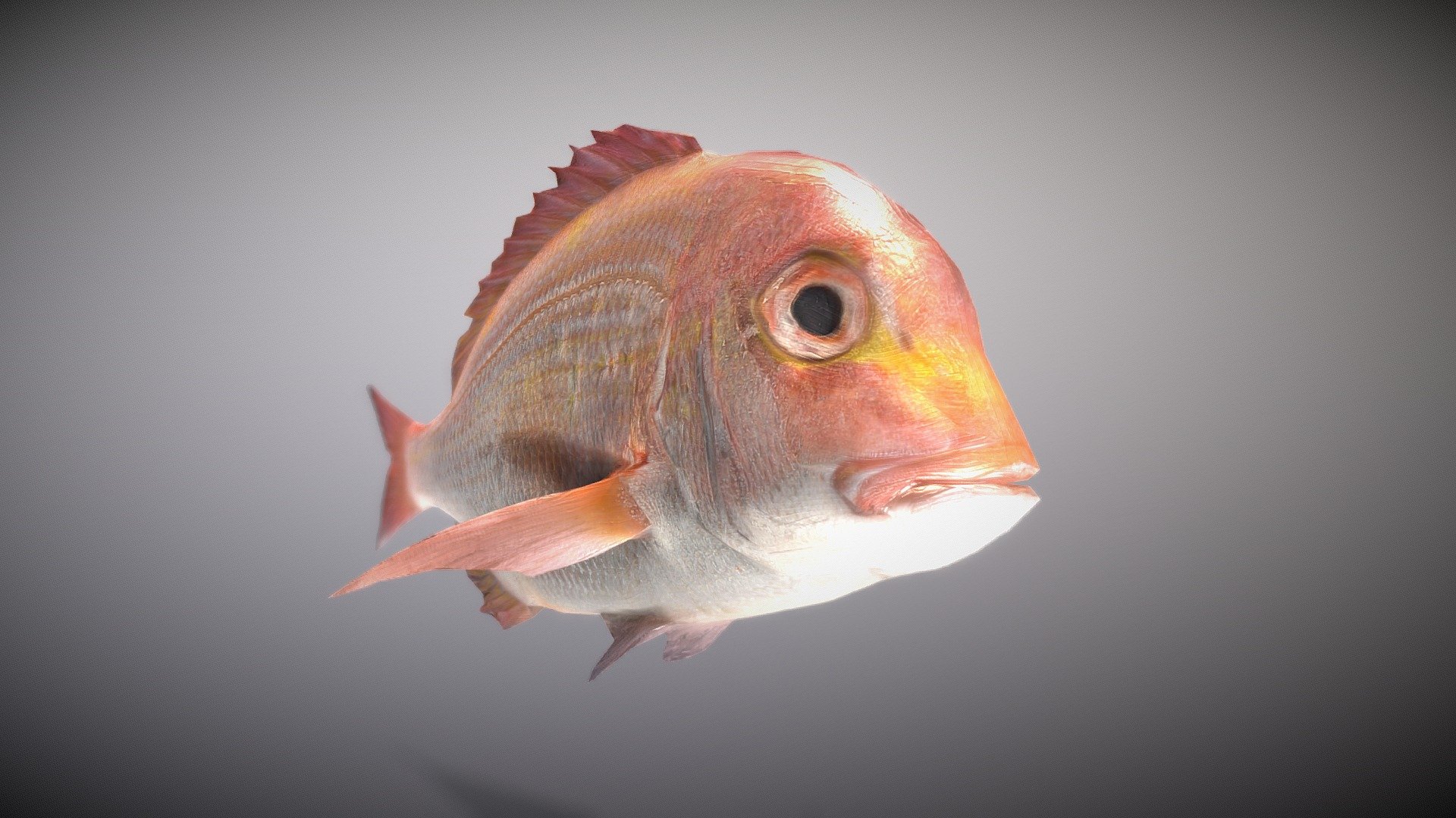 Bream_Rebaker_Motion01 - 3D model by jamieyeh2022 (@jamieyeh) [1557675 ...