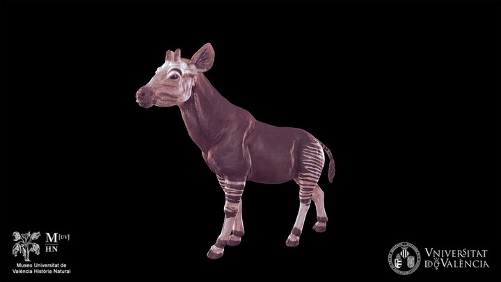 Okapi 3D models - Sketchfab