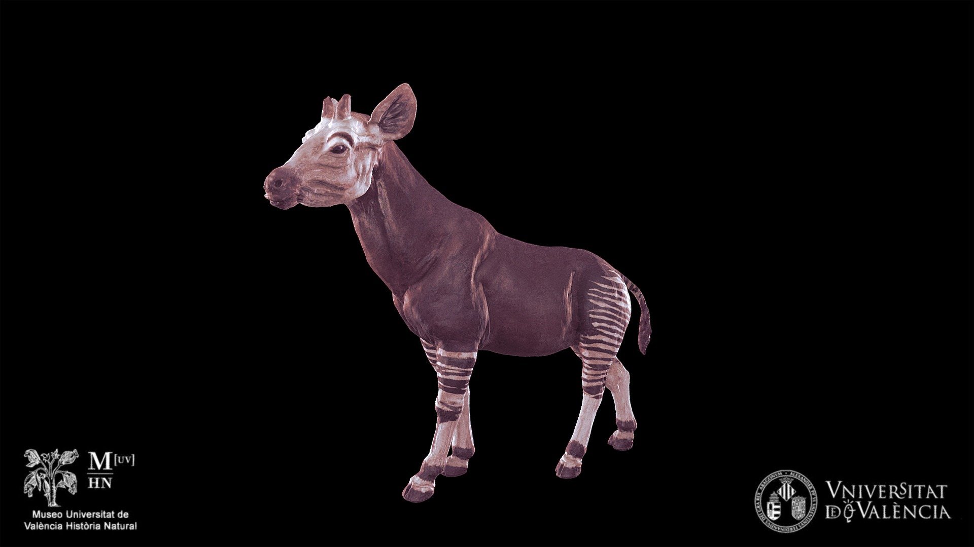 Okapi (Okapia johnstoni) - Download Free 3D model by Museo [UV] Historia Natural (@MUVHN ...