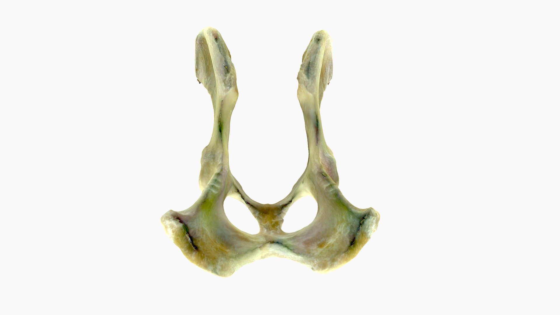 Canine Pelvis - 3D model by rvcanatomy [155a4aa] - Sketchfab