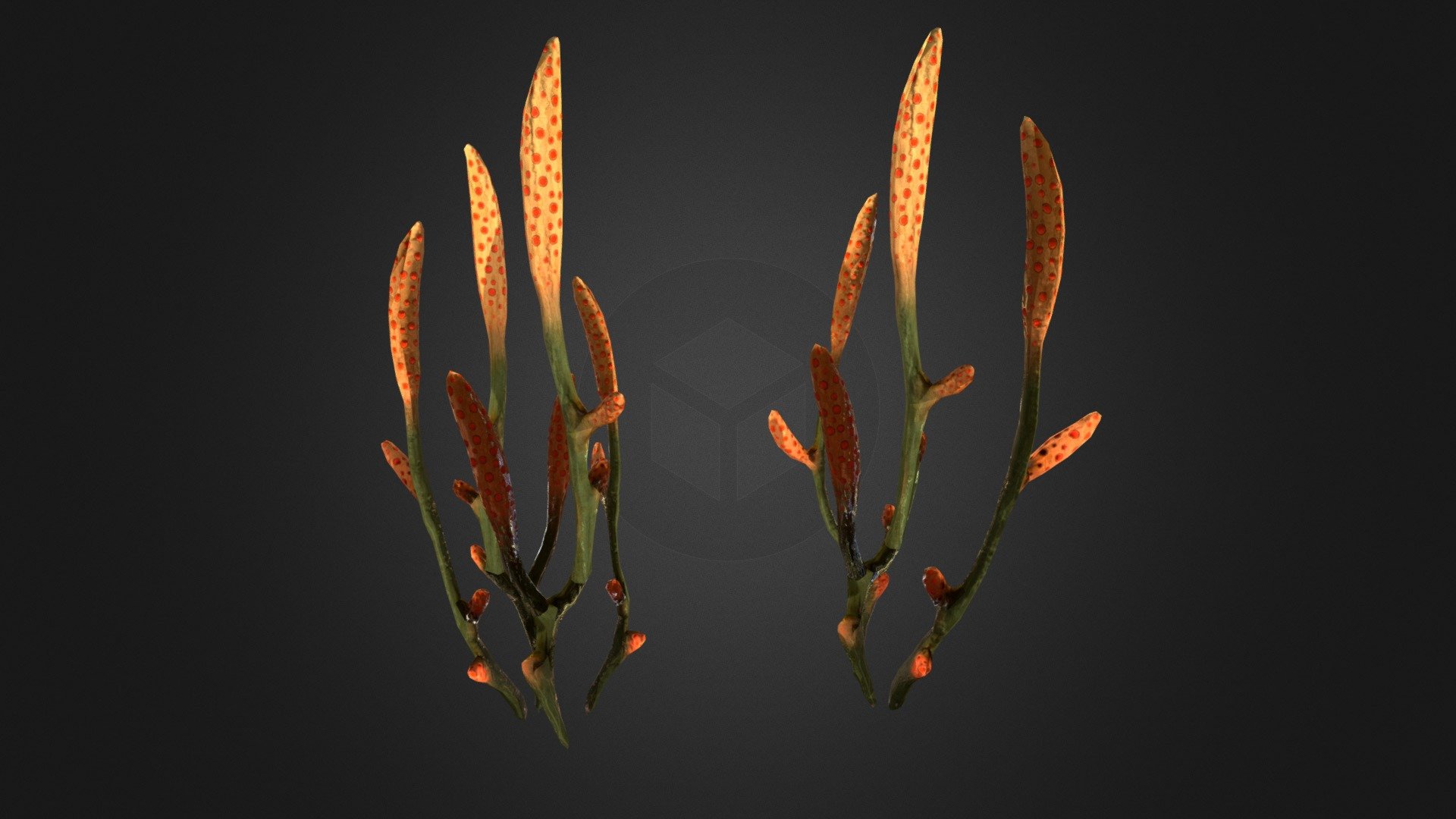 Bulbous Poreleaf - Download Free 3D model by gavinpgamer1 [1561542 ...