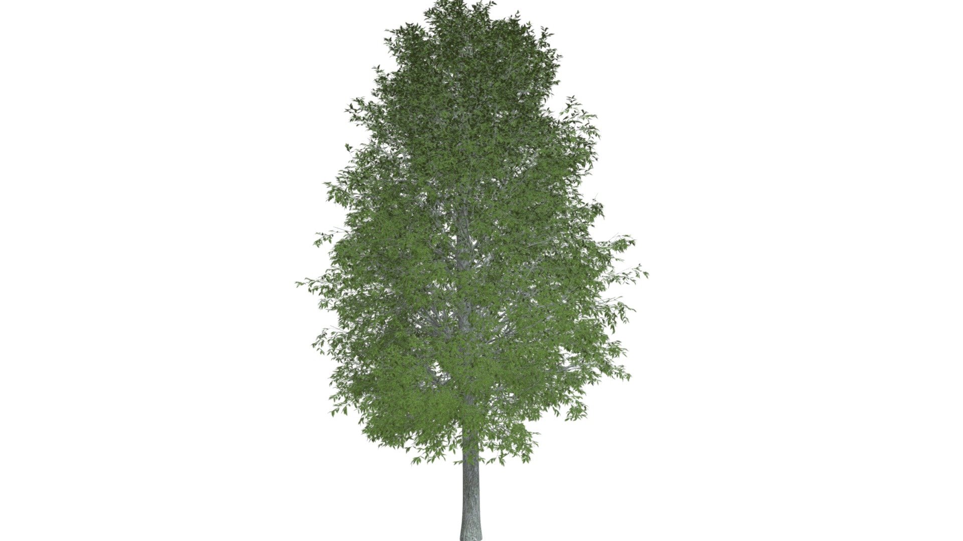 Shingle Oak Tree #04 - Buy Royalty Free 3D model by meshshape [1561f22 ...