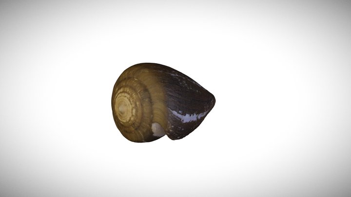 Cone-snail 3D models - Sketchfab