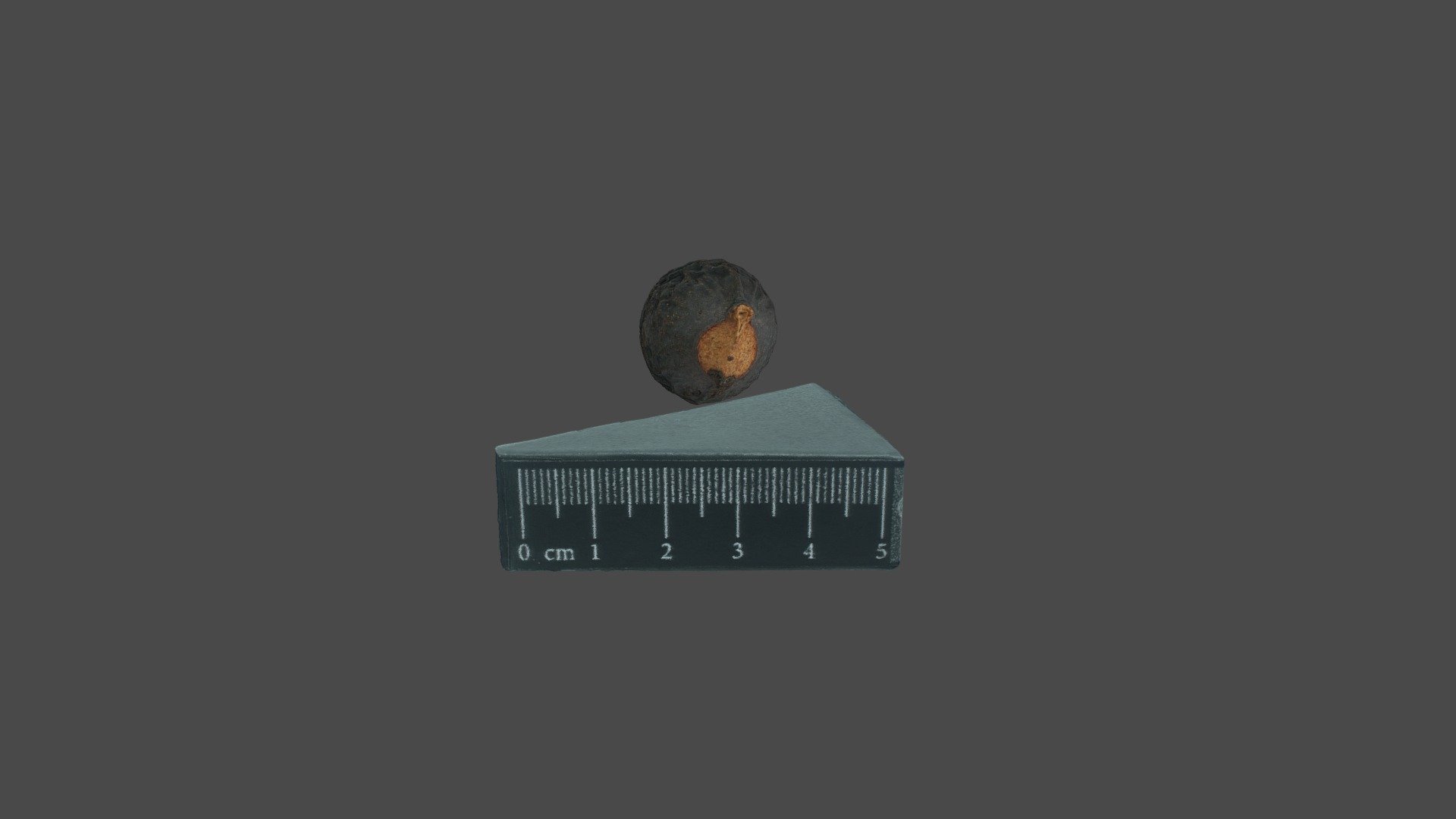 มะคำดีควาย scale bar - Download Free 3D model by 65201101047 [156bccc ...