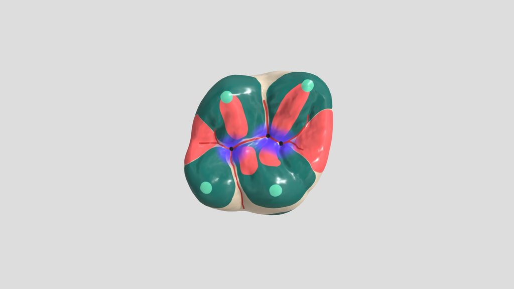 virtual dental library 3d - A 3D model collection by Cjpros - Sketchfab