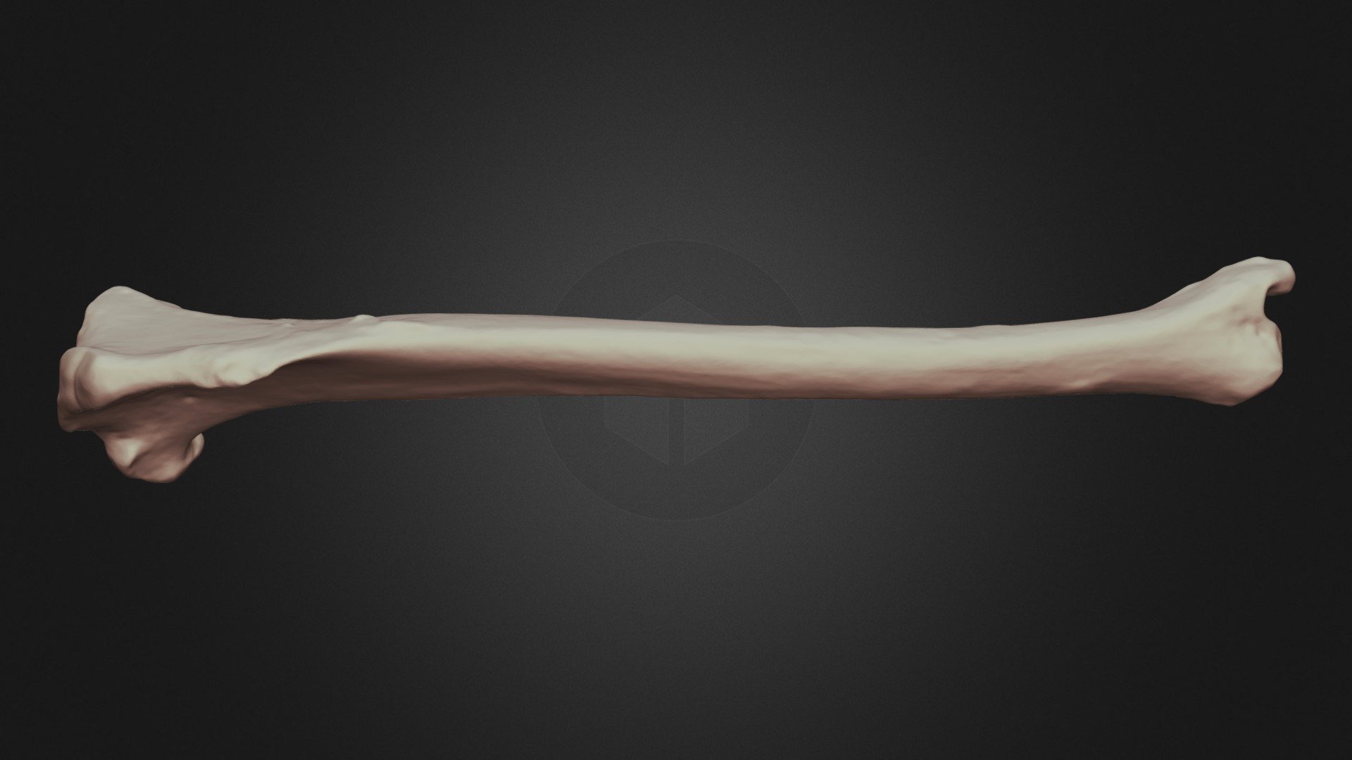 Coyote Right Tibia - 3D model by Lakehead Anthropology ...