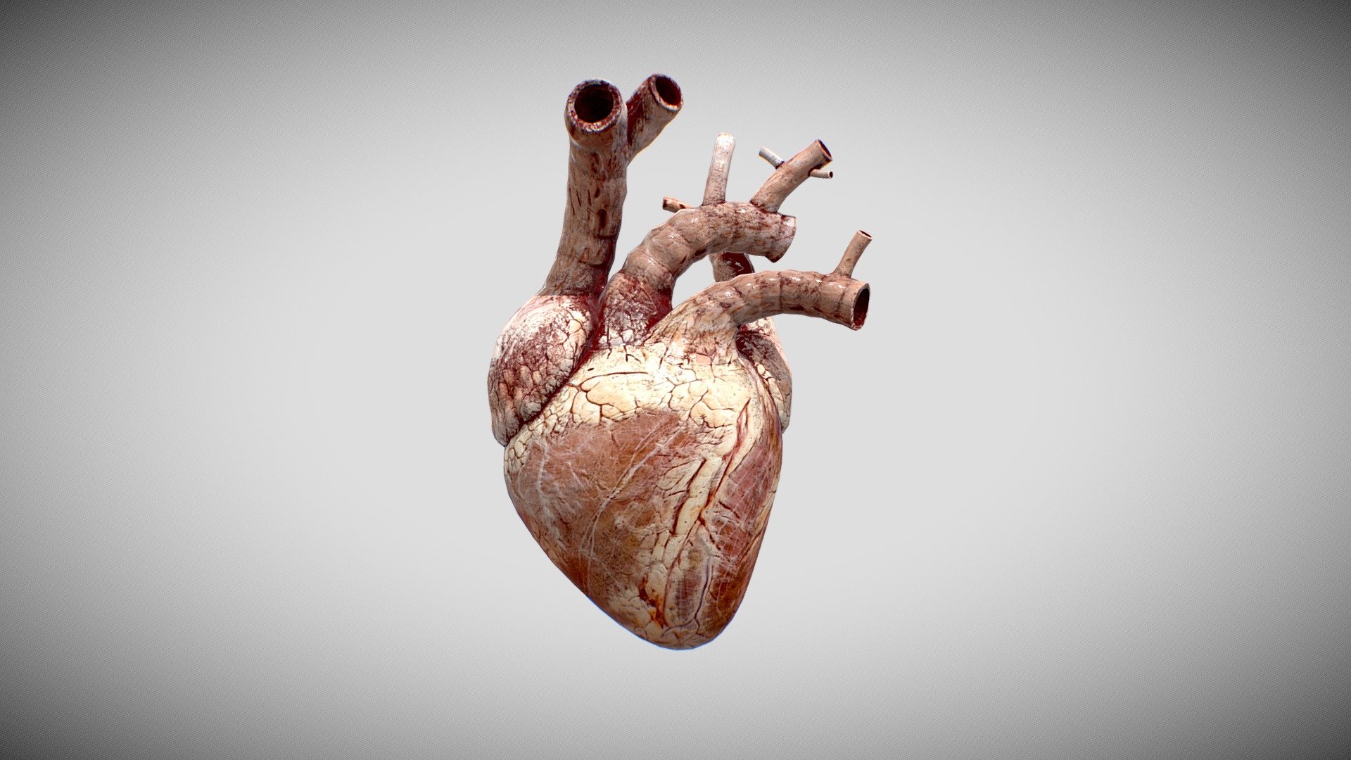 Heart Animated - 3D model by djkorg [1582359] - Sketchfab