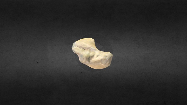 Scaphoid 3D models - Sketchfab