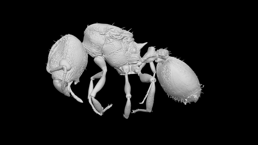 insects - A 3D model collection by Omassyx - Sketchfab