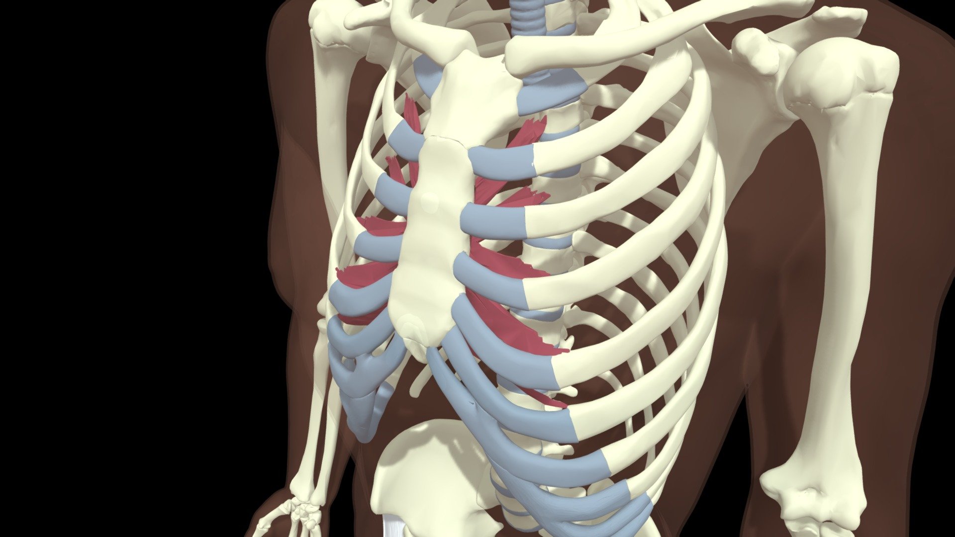 Transversus Thoracis - Download Free 3D model by Anatomary [158c468 ...