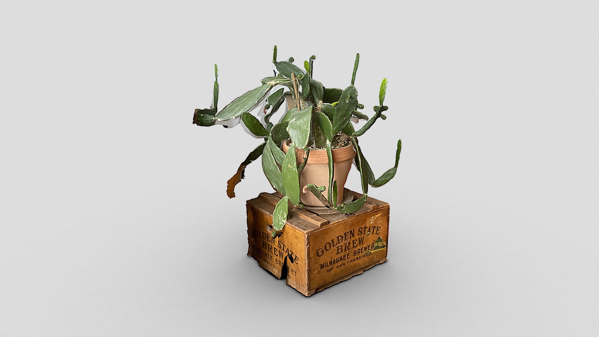 Cactus Maximus - Download Free 3D model by alban [158dab7] - Sketchfab