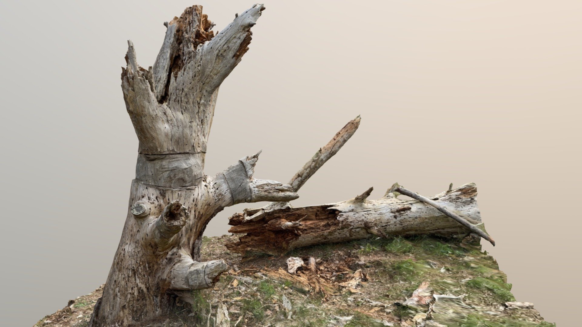 Dead Tree - Download Free 3D model by CrowsEpicScans [159be2b] - Sketchfab