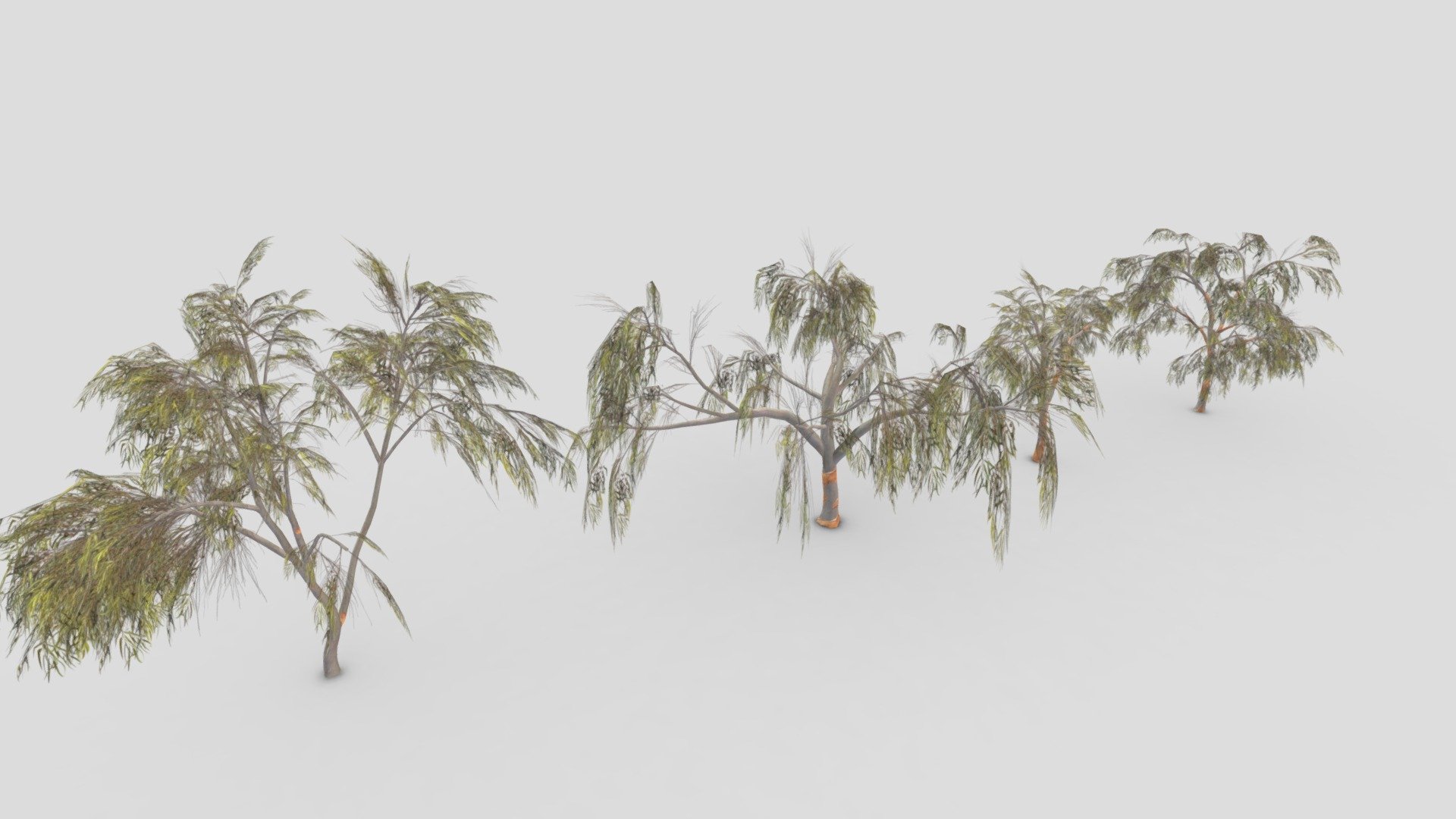 Eucalyptus Tree- Pack- 01 - Buy Royalty Free 3D model by ASMA3D ...