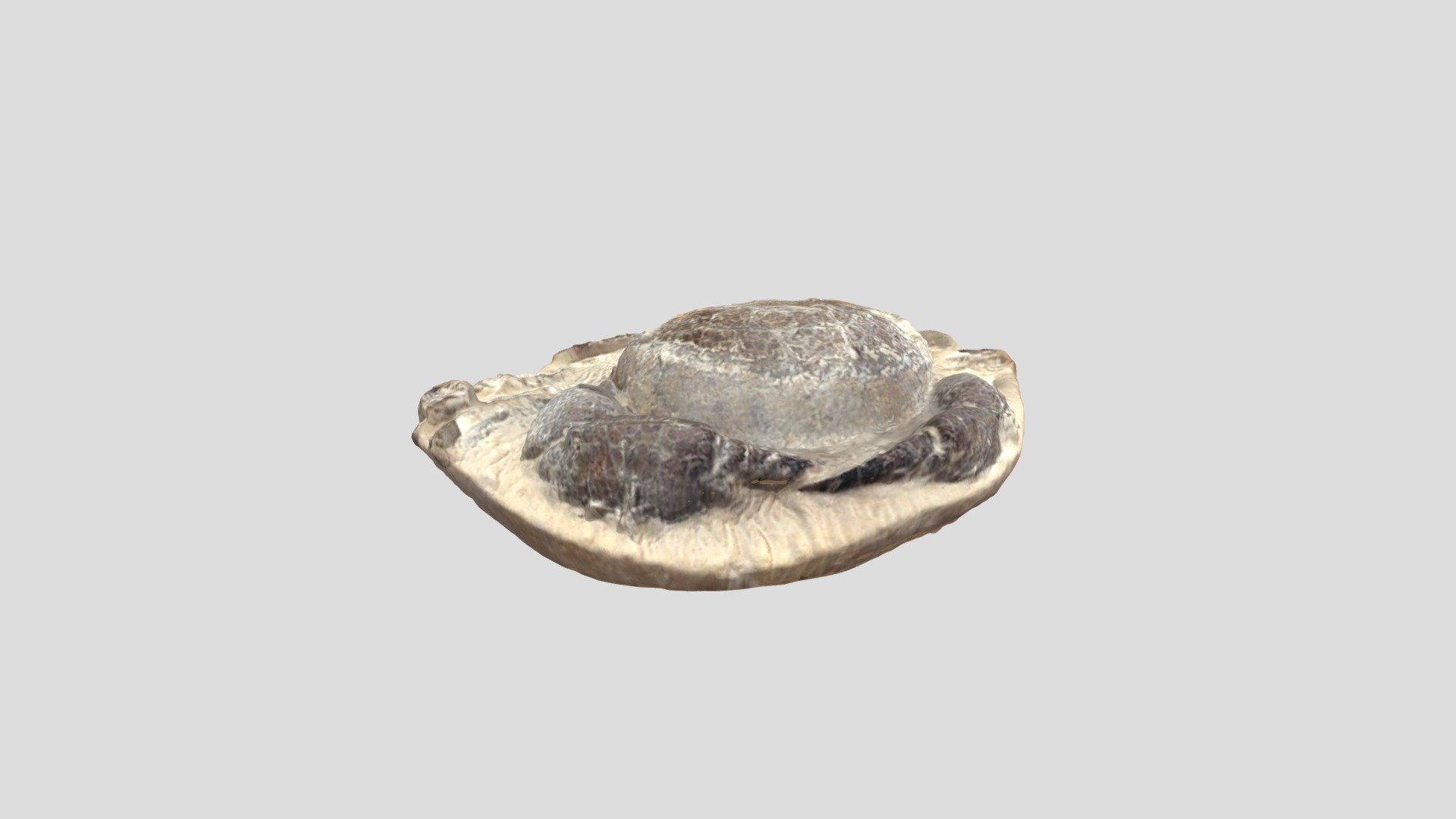 Pyritized fossil Tumidocarcinus giganteus crab - Download Free 3D model ...