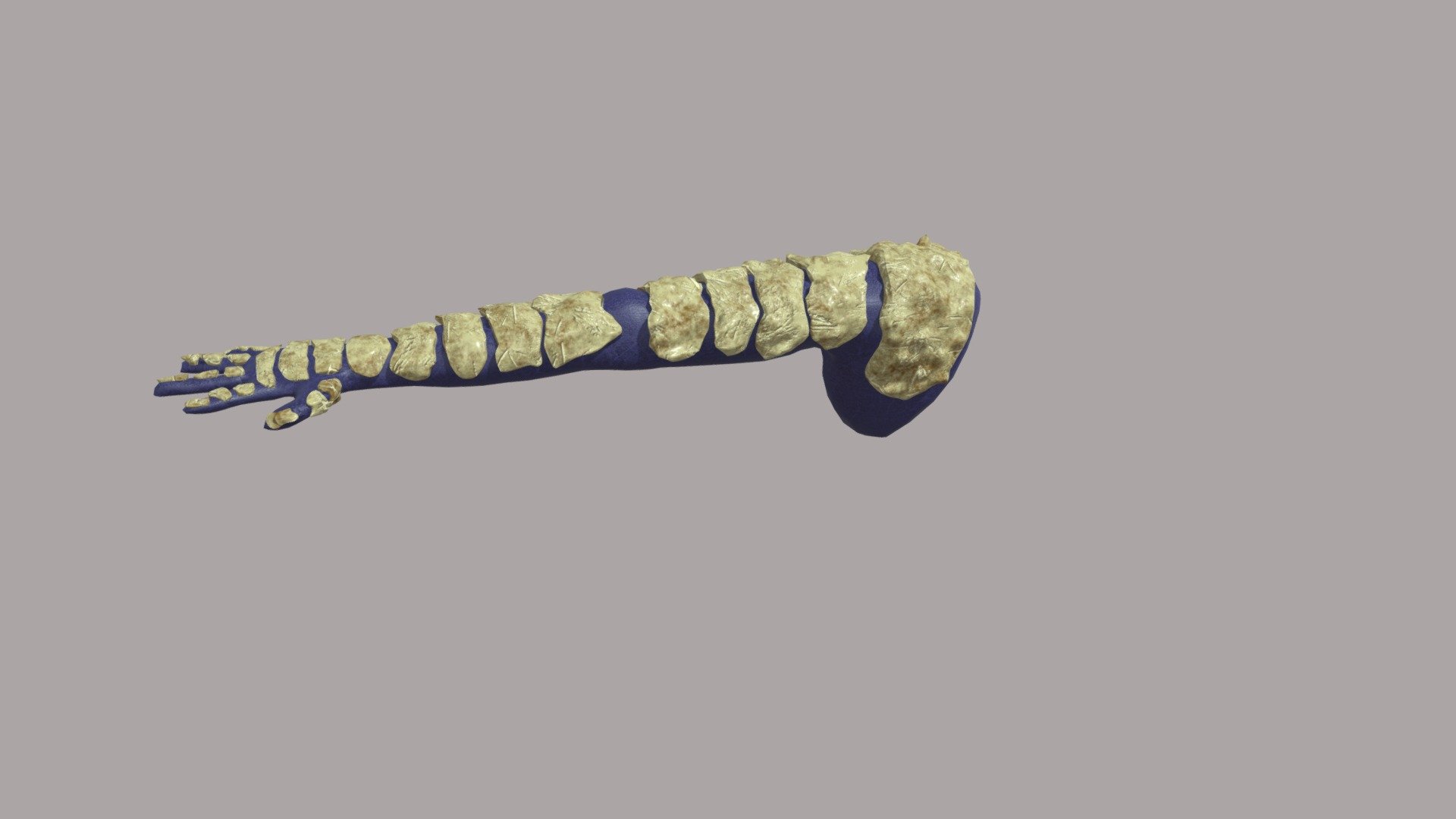 Bone Arm - 3D model by buchananm [15a2f46] - Sketchfab