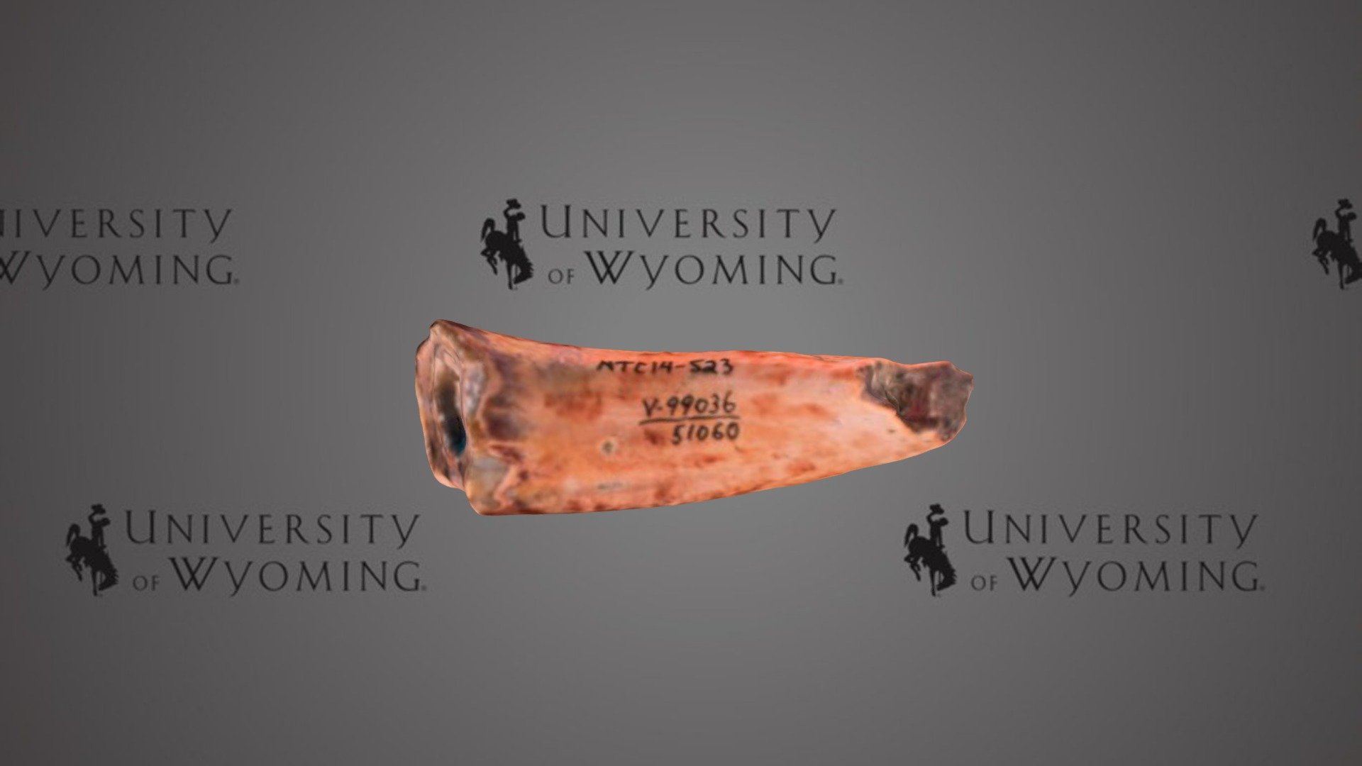 UW 51060 - Equus, Upper Incisor - Download Free 3D model by University ...