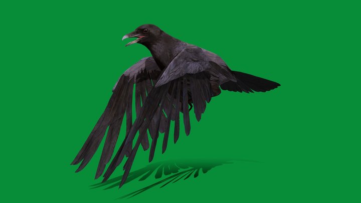 American-crow 3D models - Sketchfab