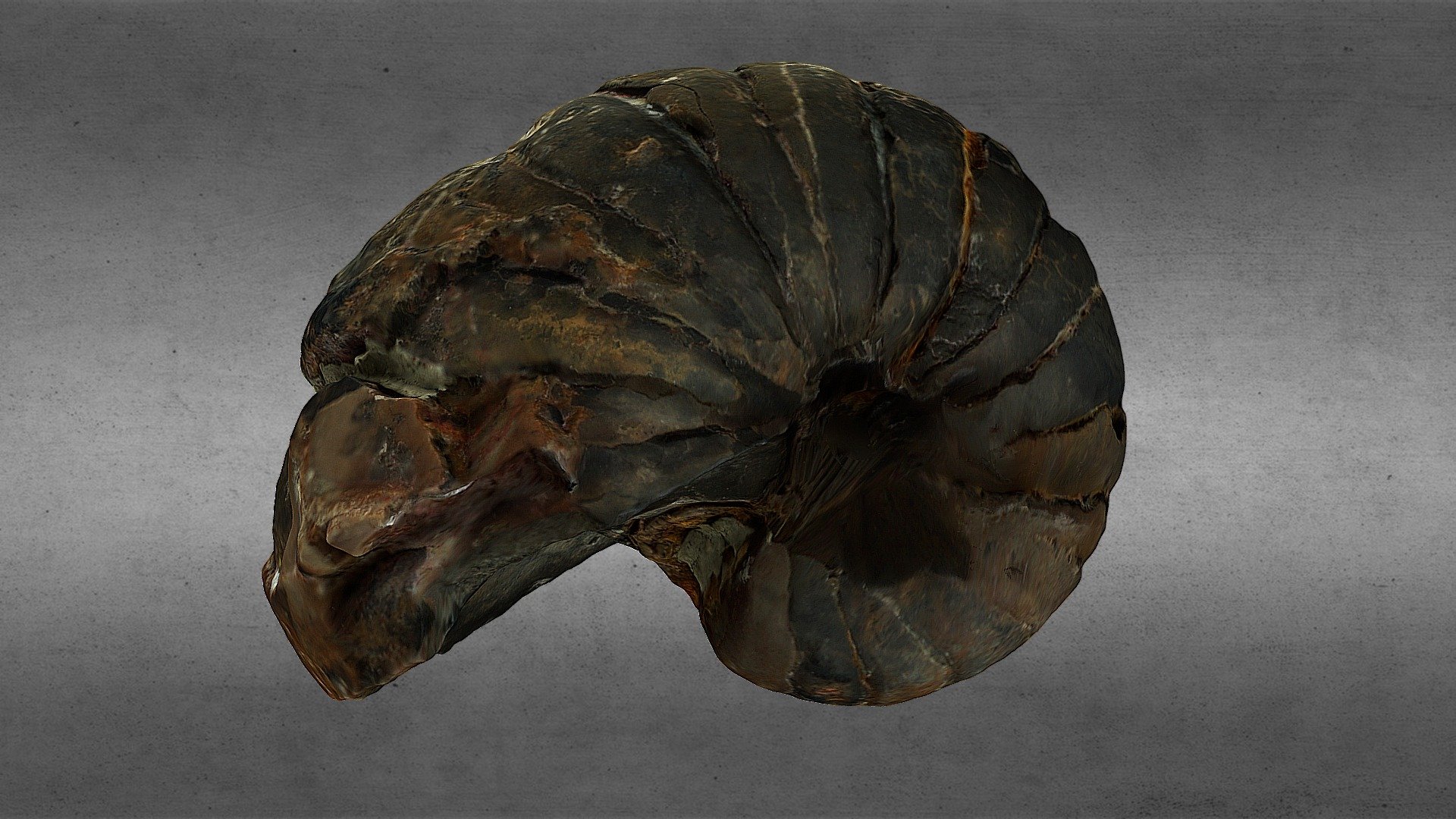 Nautilus sp. - 3D model by paleontologiaudec [15abf37] - Sketchfab