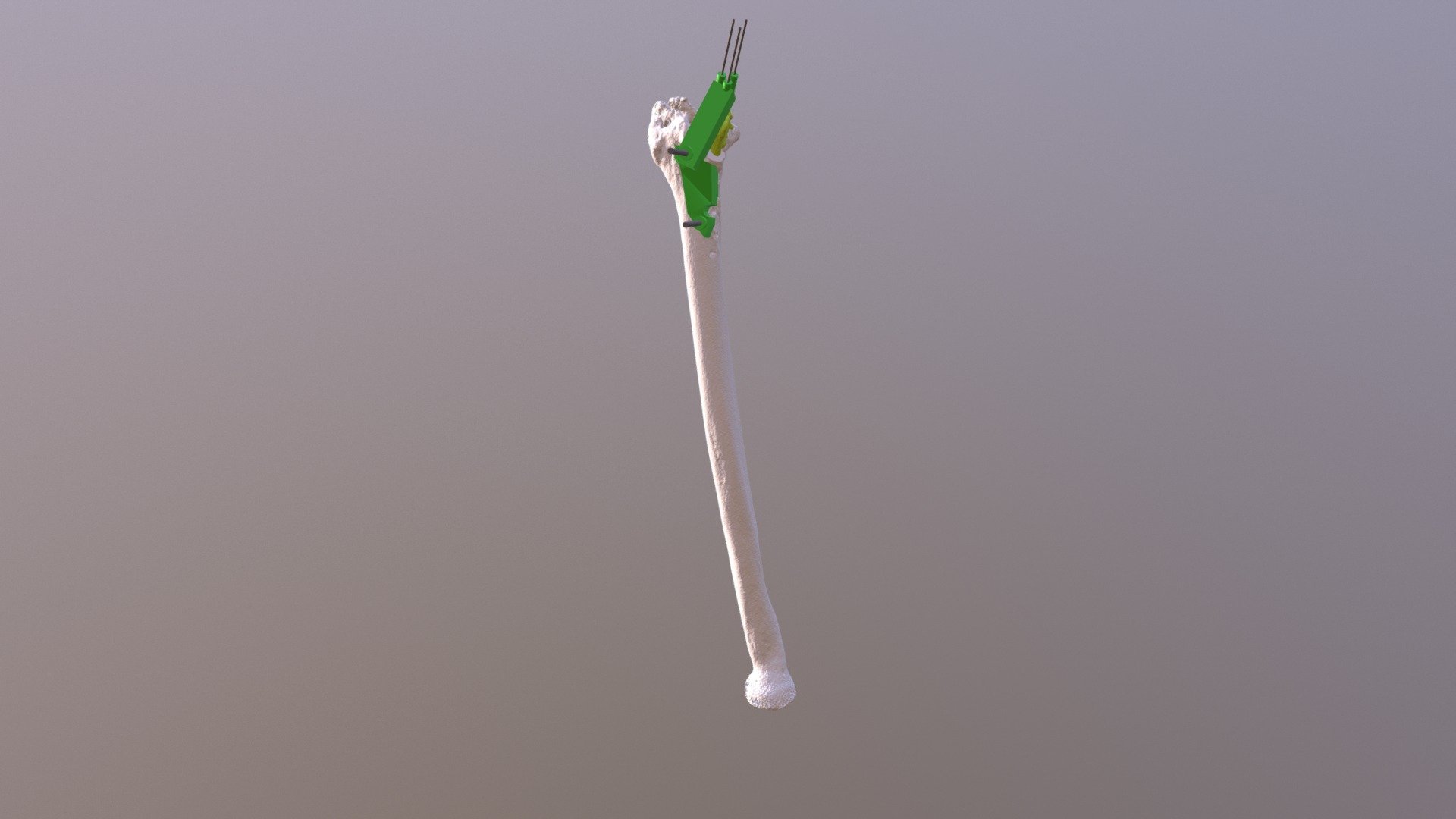 R_ROD Guide 03 dorsal - 3D model by aschneider [15ac095] - Sketchfab