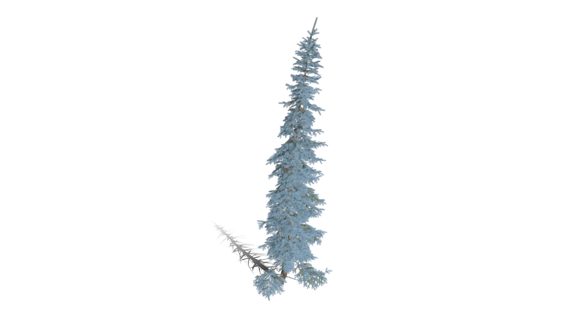 Realistic HD Colorado Blue spruce Koster (29/43) - Buy Royalty Free 3D ...