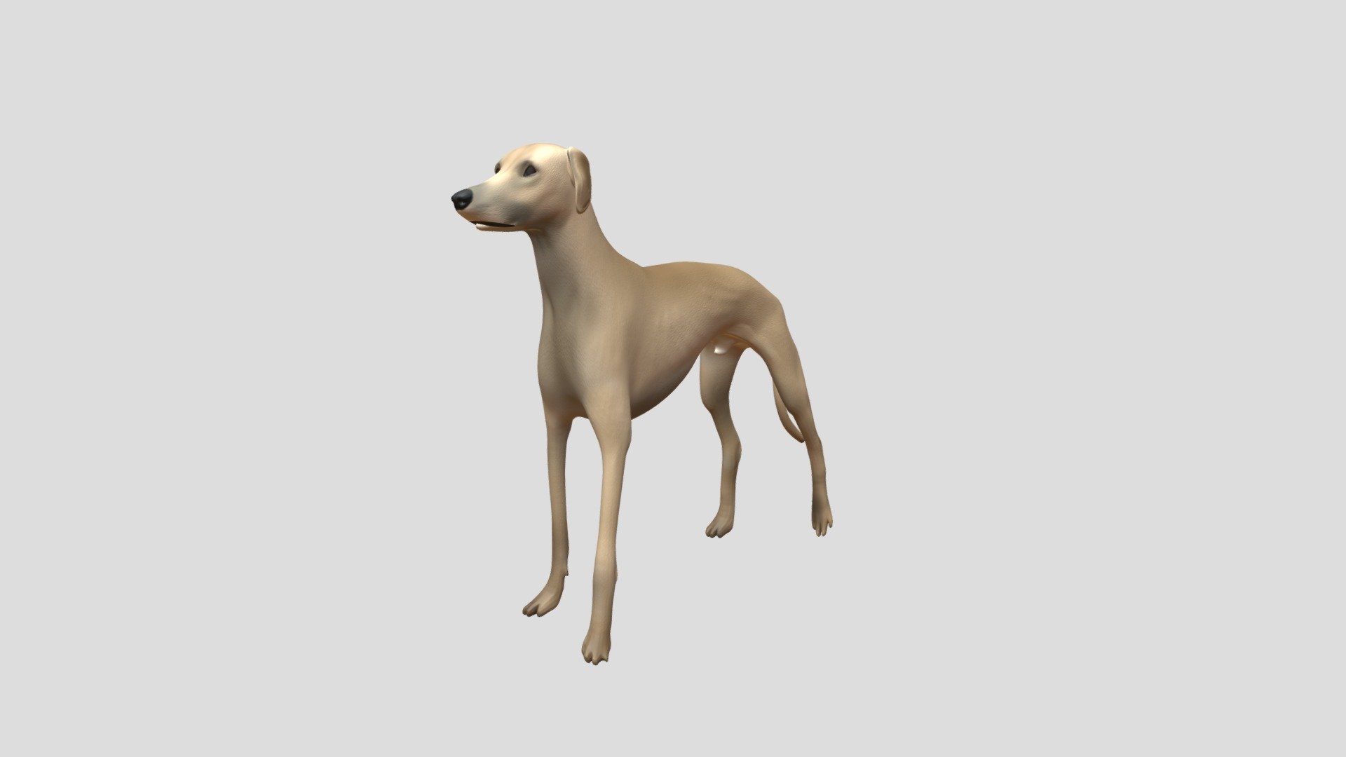 der Windhund - 3D model by Ghazi.Bradai [15ac8b2] - Sketchfab