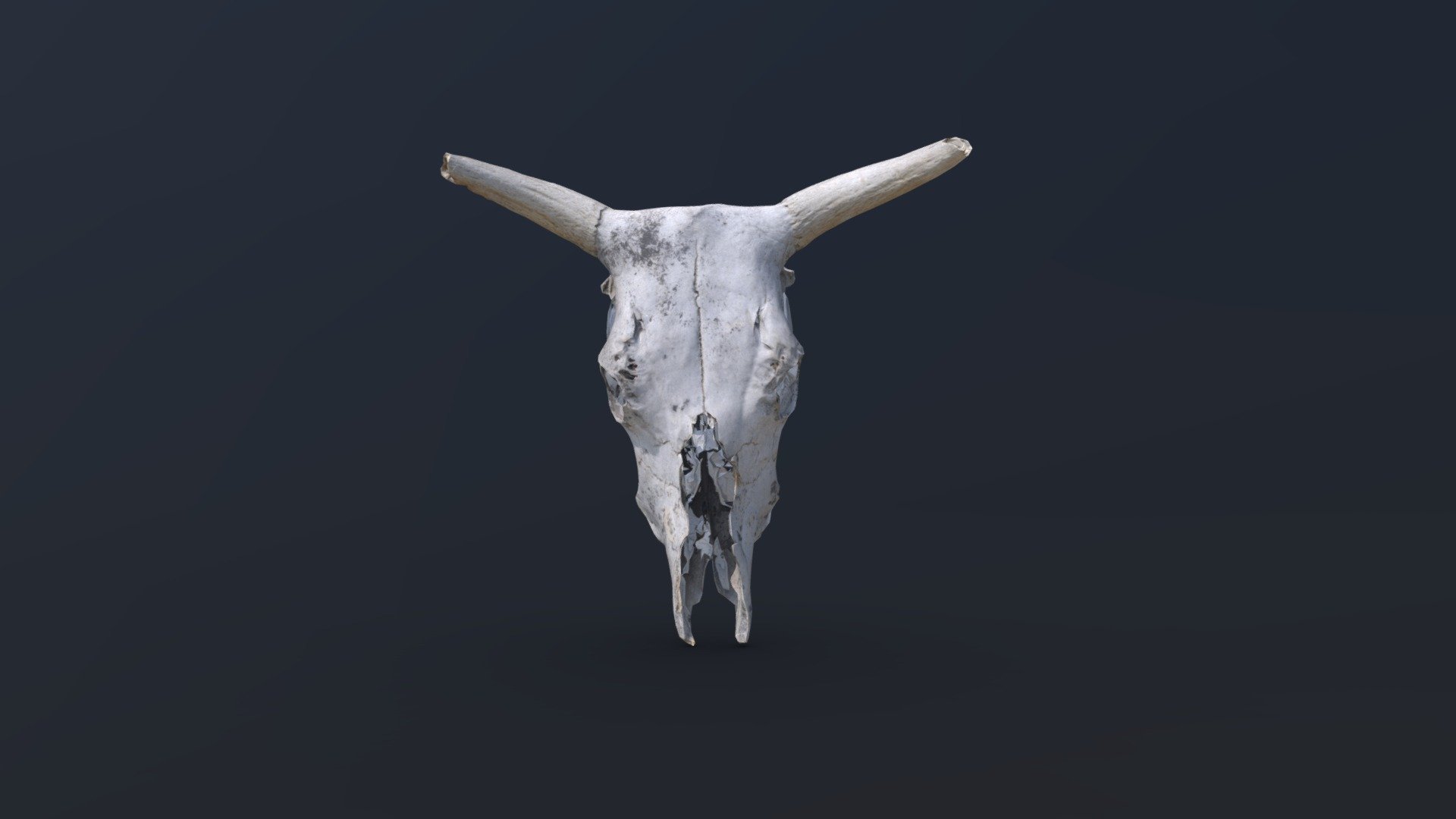 Bull Skull 3D Scan - Buy Royalty Free 3D model by Fahad Alneama (@fahad ...