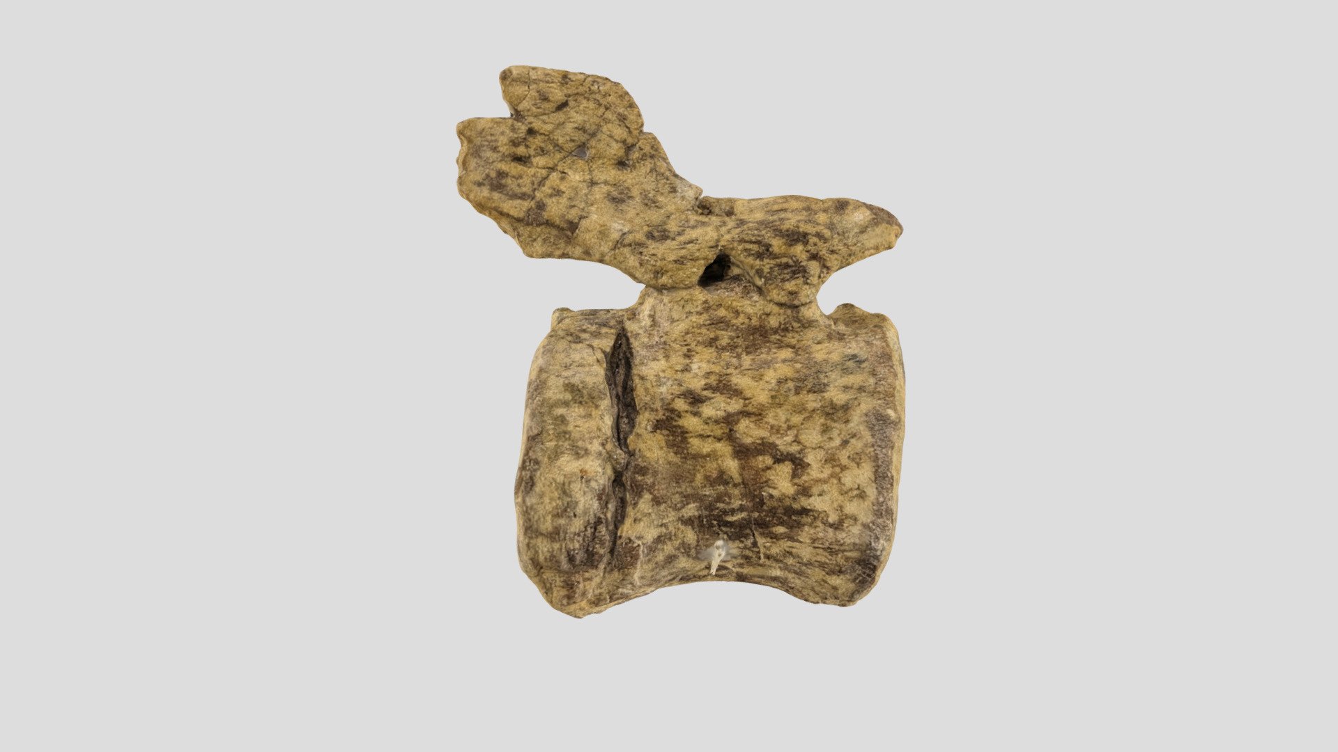Haplocanthosaurus caudal tail vertebra #9 - 3D model by Jangojips ...