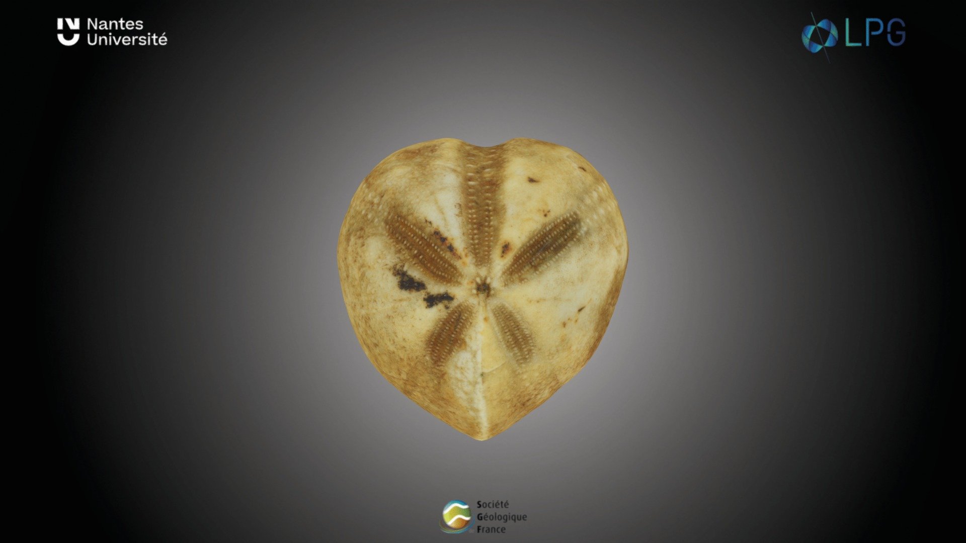Echinoderme - Micraster sp. - Download Free 3D model by Société ...