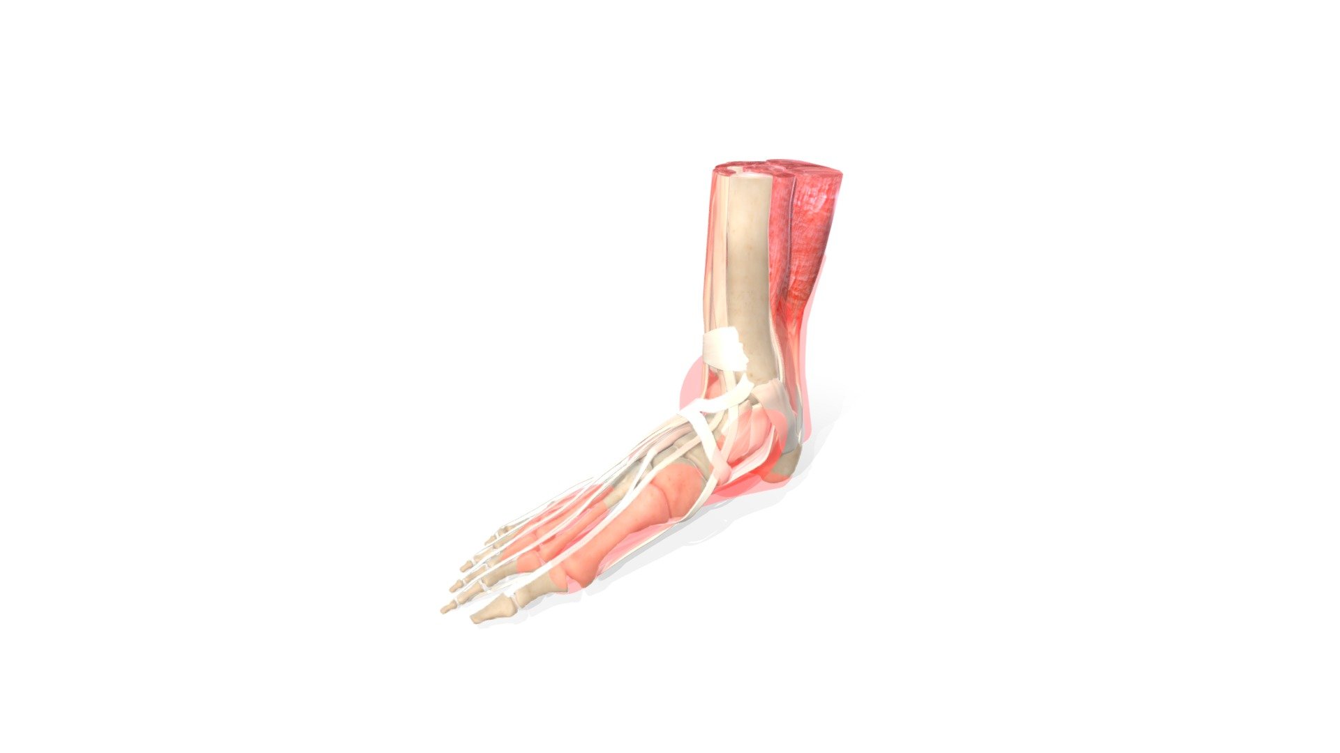 Fuss - 3D model by - (@Orthopedicum) [15e1811] - Sketchfab