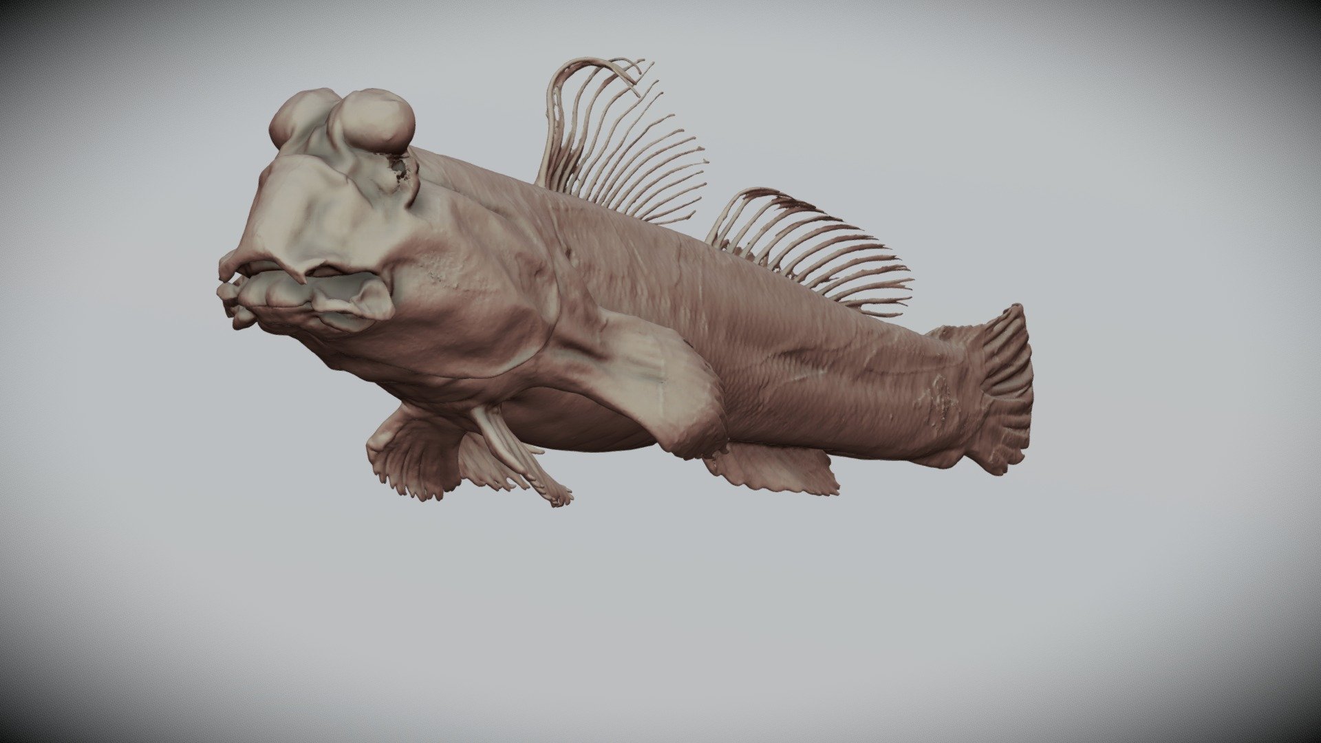 Mudskipper (Periophthalmus argentilineatus) - 3D model by Bandilab ...