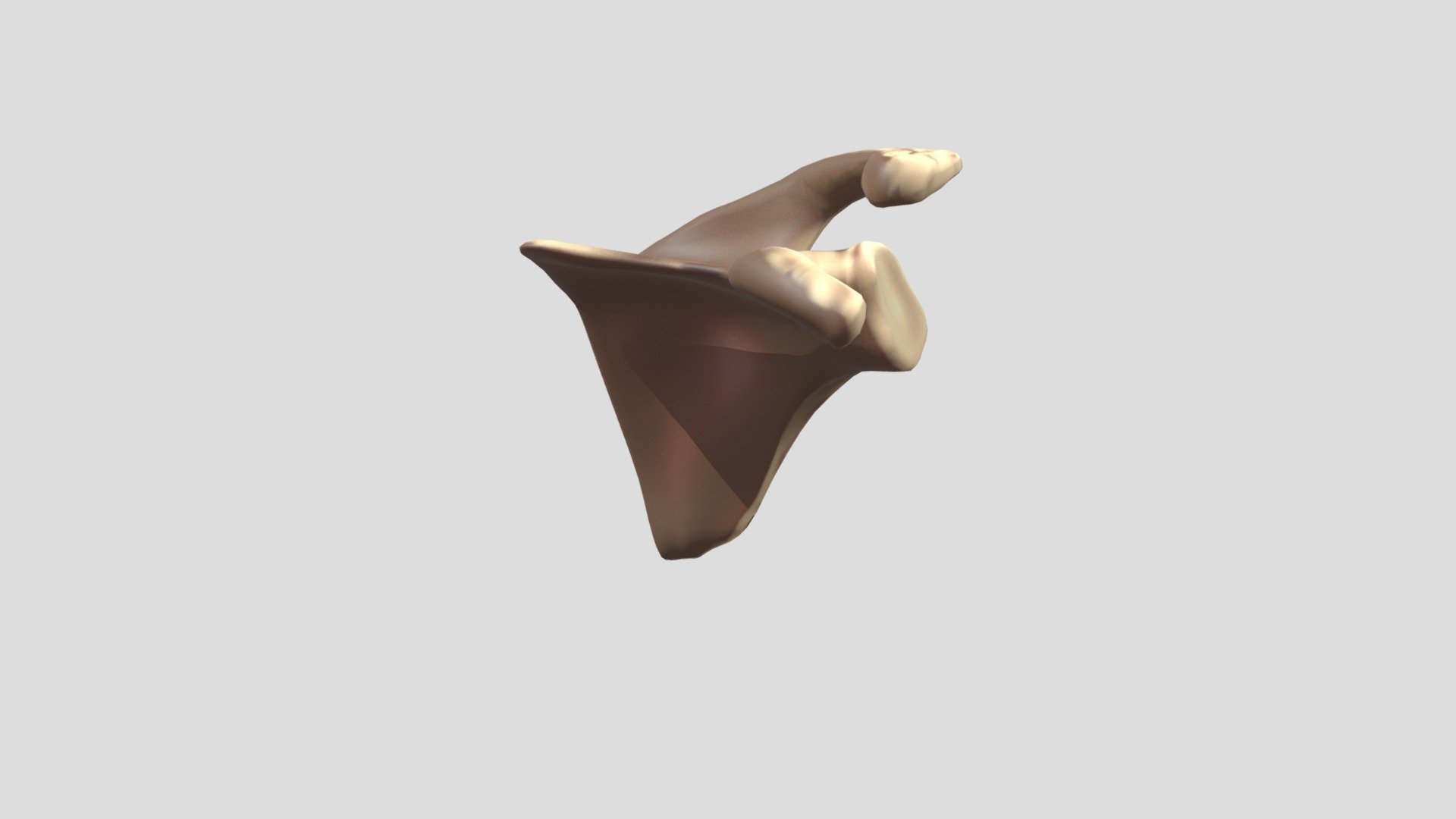 scapula sketchfab - 3D model by chydsmn [15f14cd] - Sketchfab