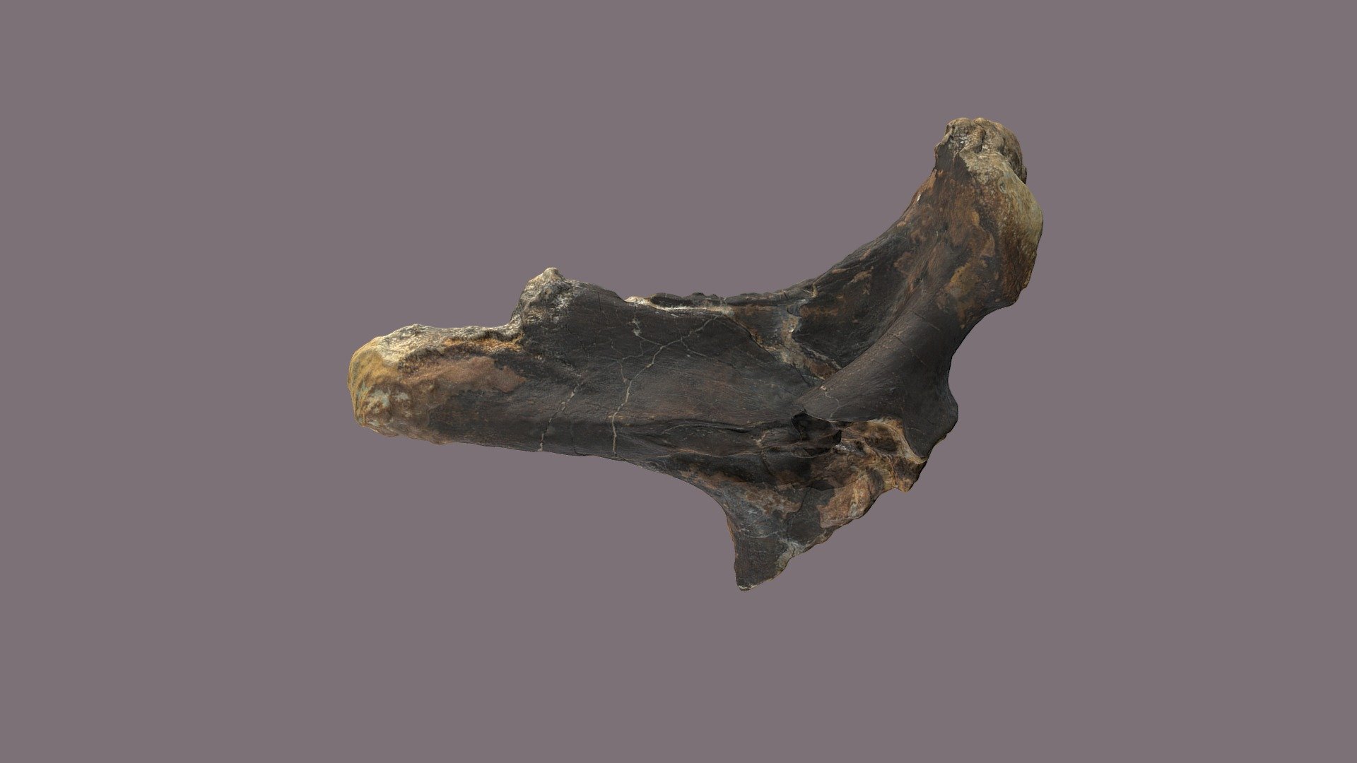 T-Rex 'Titus' Bone 17 - 3D model by ThinkSee3D [15f2bce] - Sketchfab