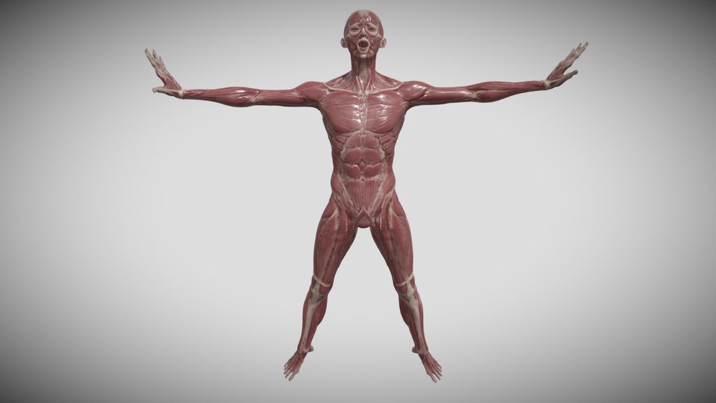 anatomy - A 3D model collection by jeremy-coleman - Sketchfab