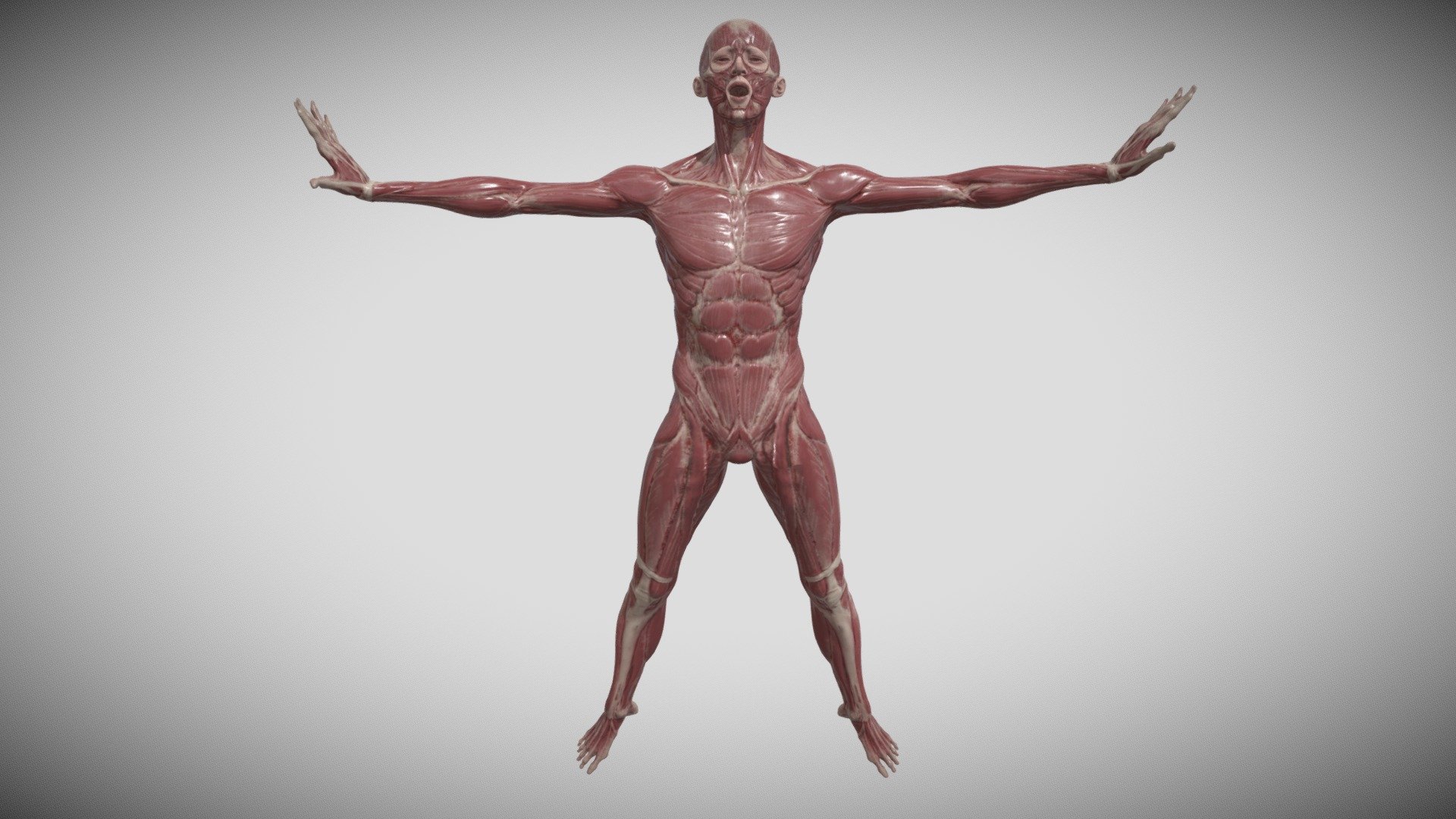 Front Body Anatomy - Download Free 3D model by CAPTAAINRO [15f7ed2 ...