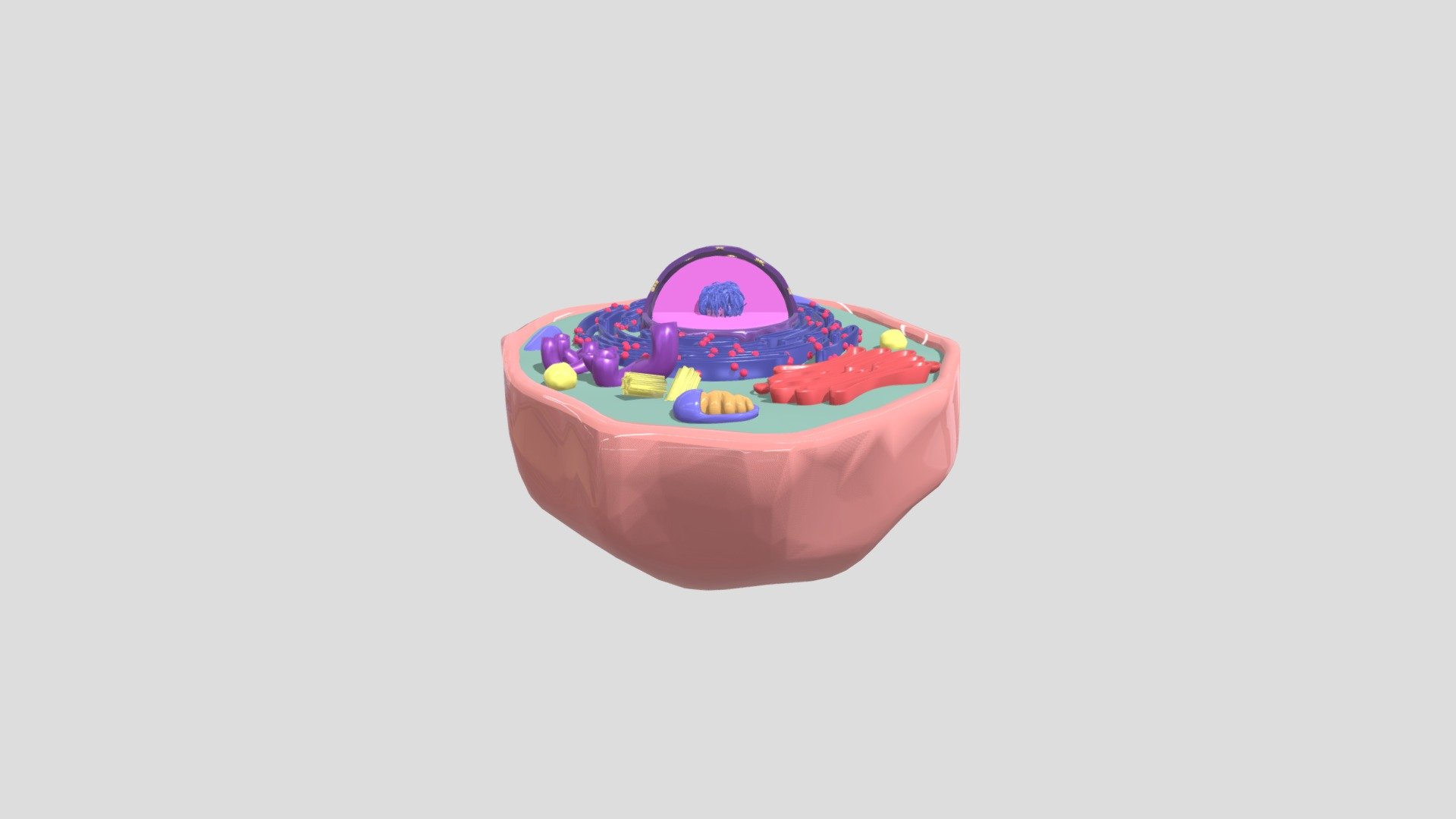 cellula animale - Download Free 3D model by iridio [160a75c] - Sketchfab
