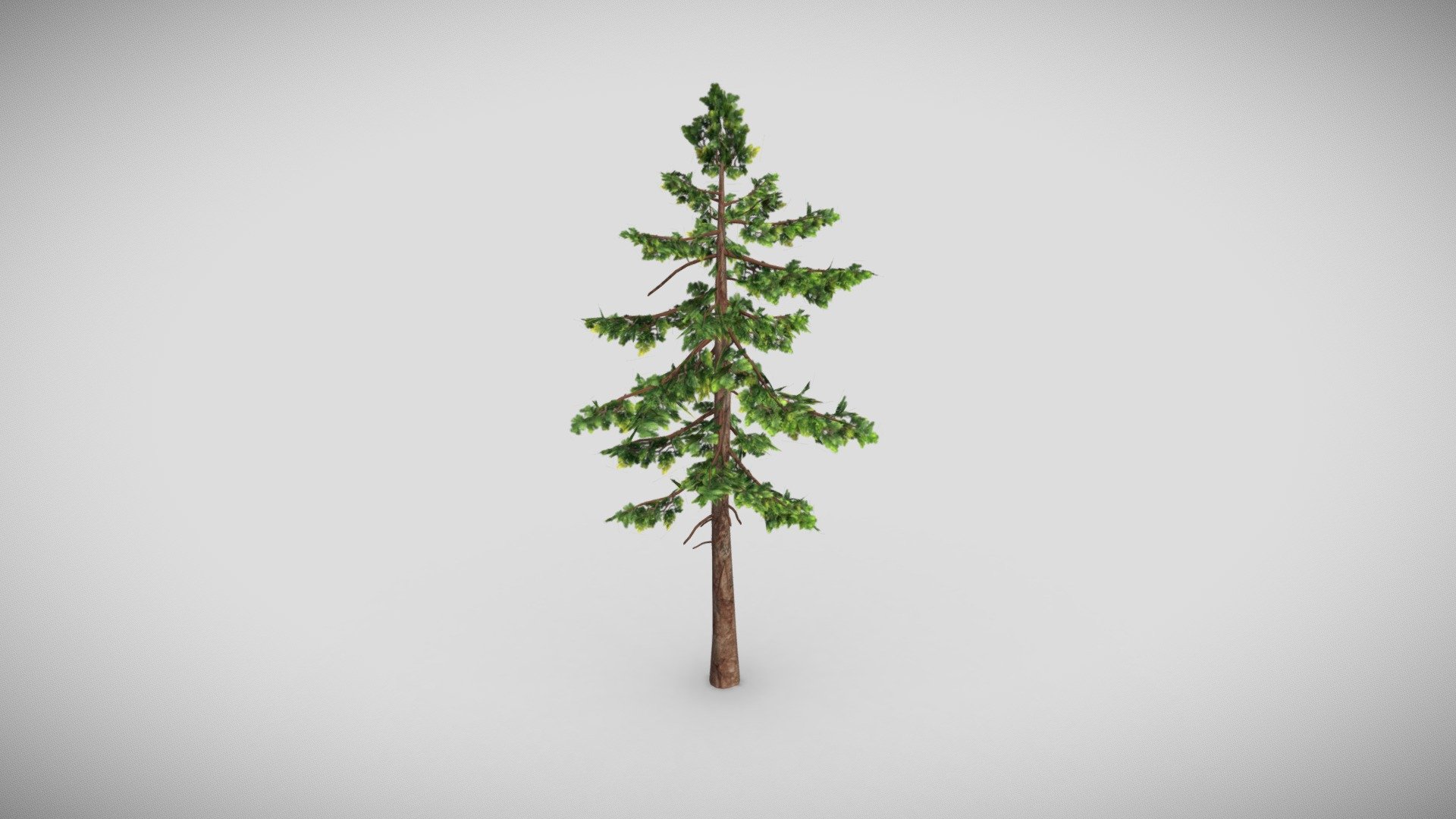 Doug Fir01 - 3D model by artofjohnmoran [160d22e] - Sketchfab