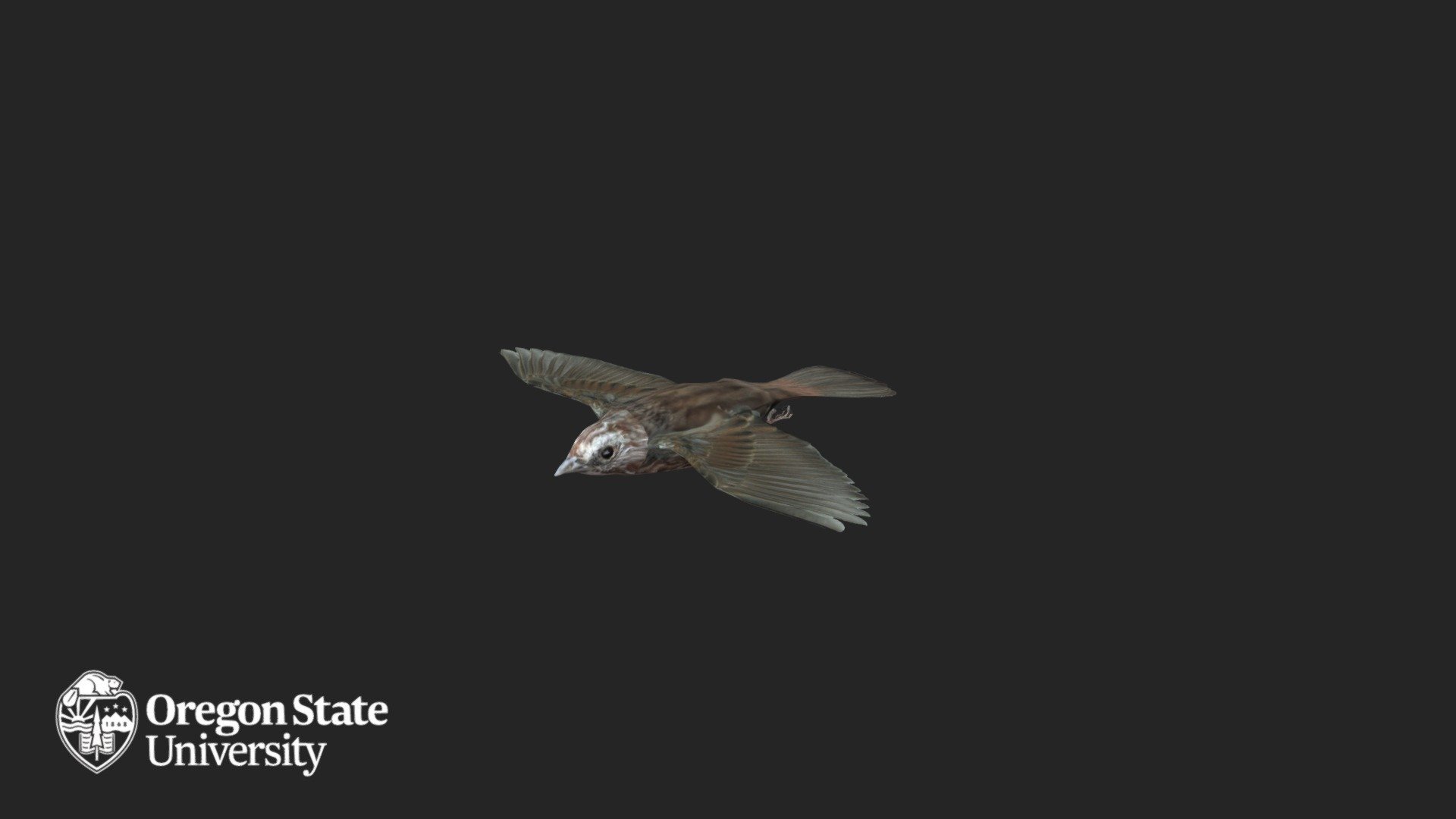 Song Sparrow - in Flight - Download Free 3D model by Oregon State ...