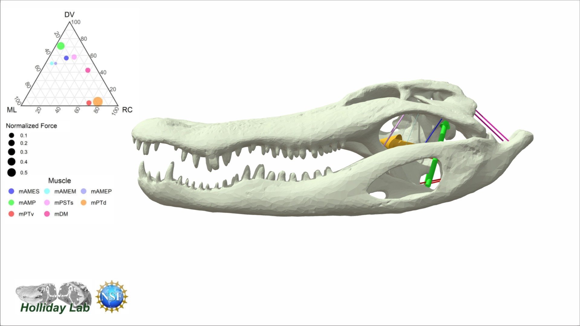 3D Jaw muscles of Alligator mississippiensis - Download Free 3D model ...