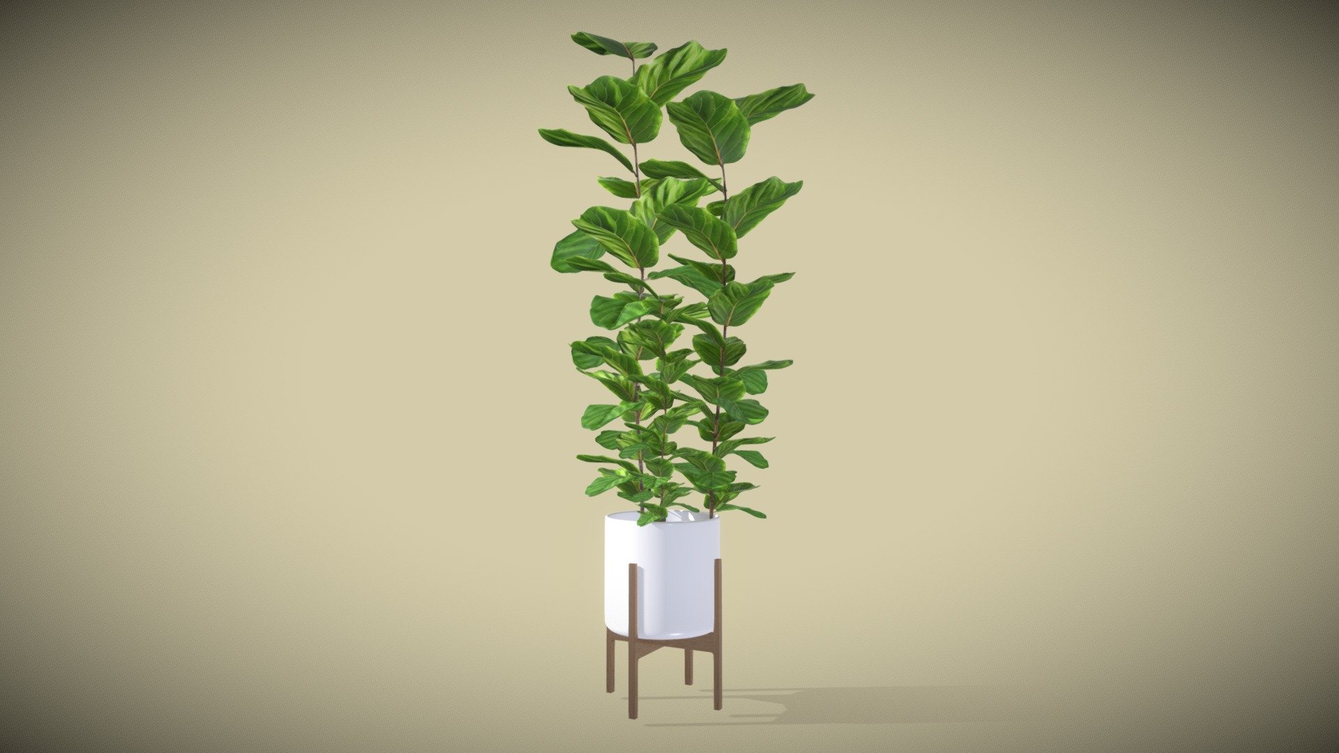 Ficus Lyrata - Plants - Download Free 3D model by LadyCris [161df9b ...