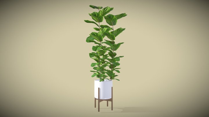 Ficus 3D models - Sketchfab