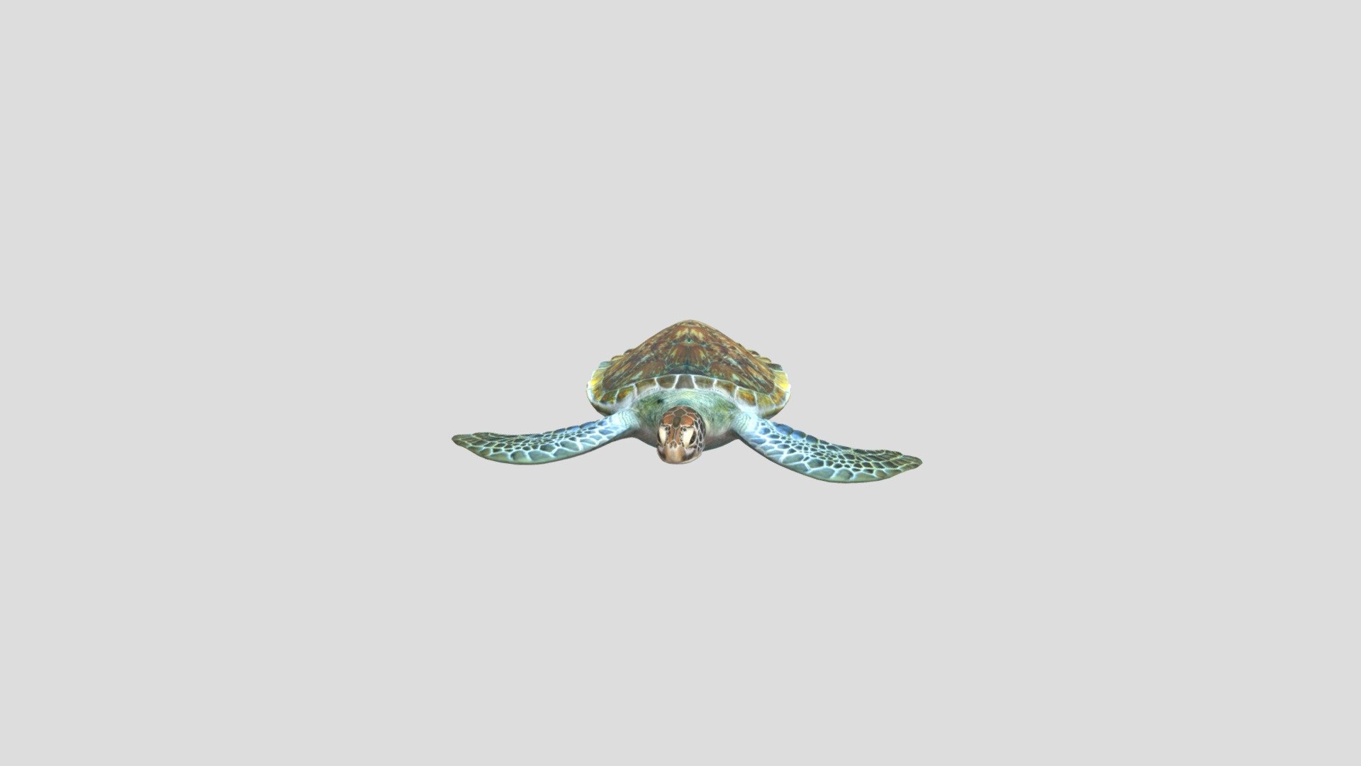 Turtle - Download Free 3D model by 1674143 [161e052] - Sketchfab