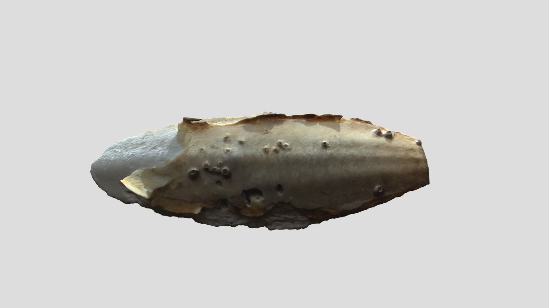 The bone of the cuttlefish - 3D model by Zlatan.Filipovic [1622ad6 ...